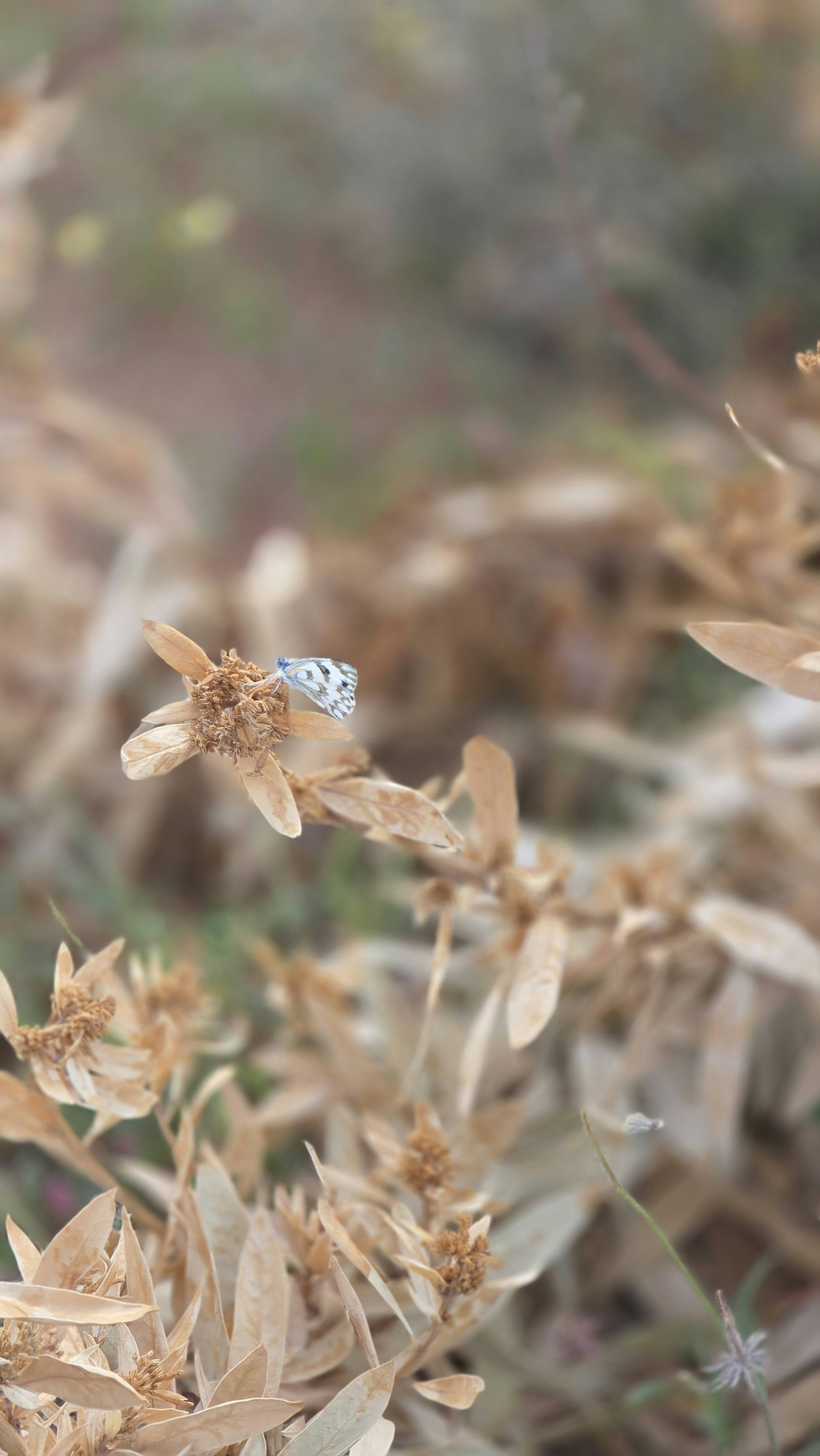 Blue butterfly on a dried floral stem in soft-focus meadow