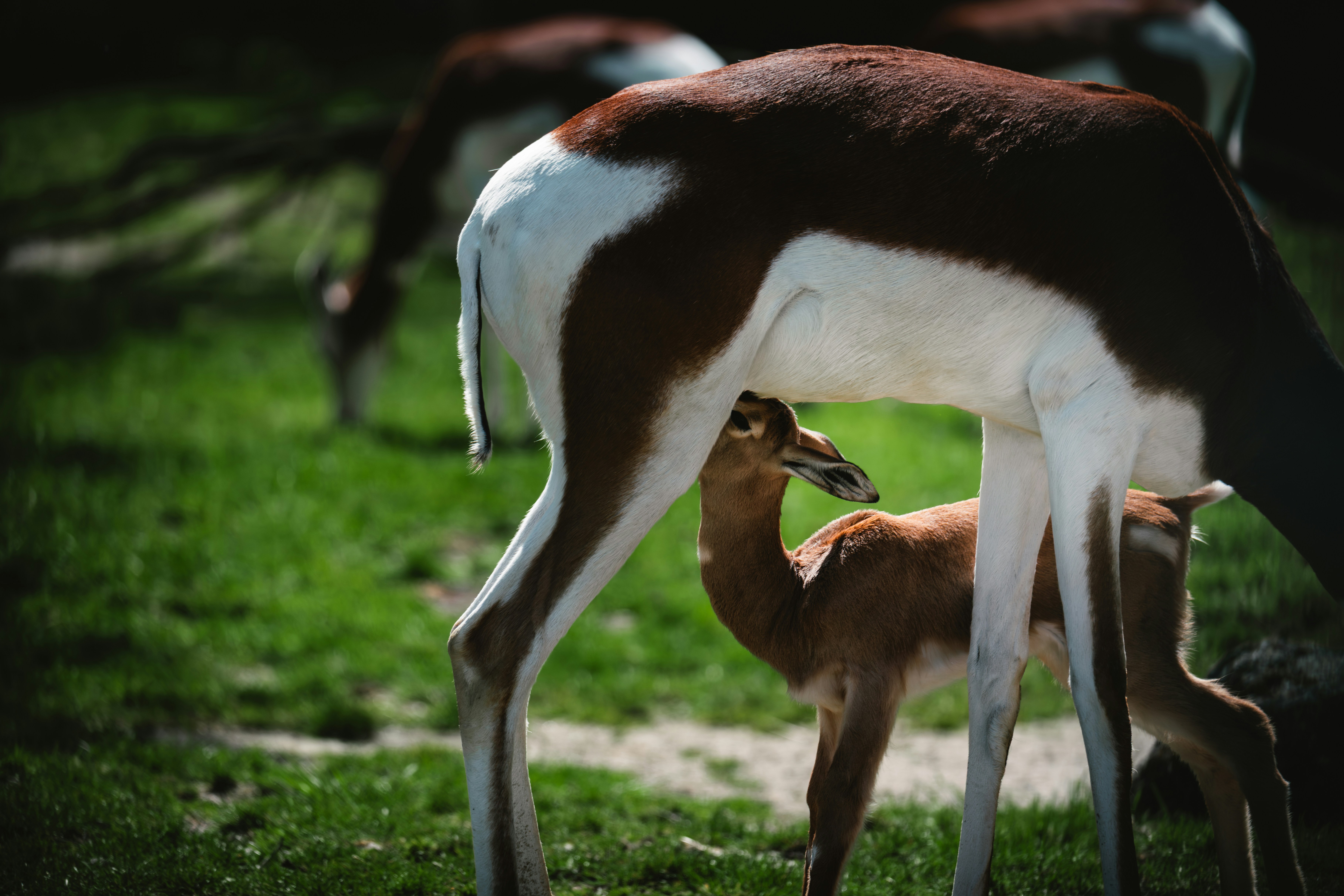 Mother Kangaroo and Joey in Dappled Afternoon Light