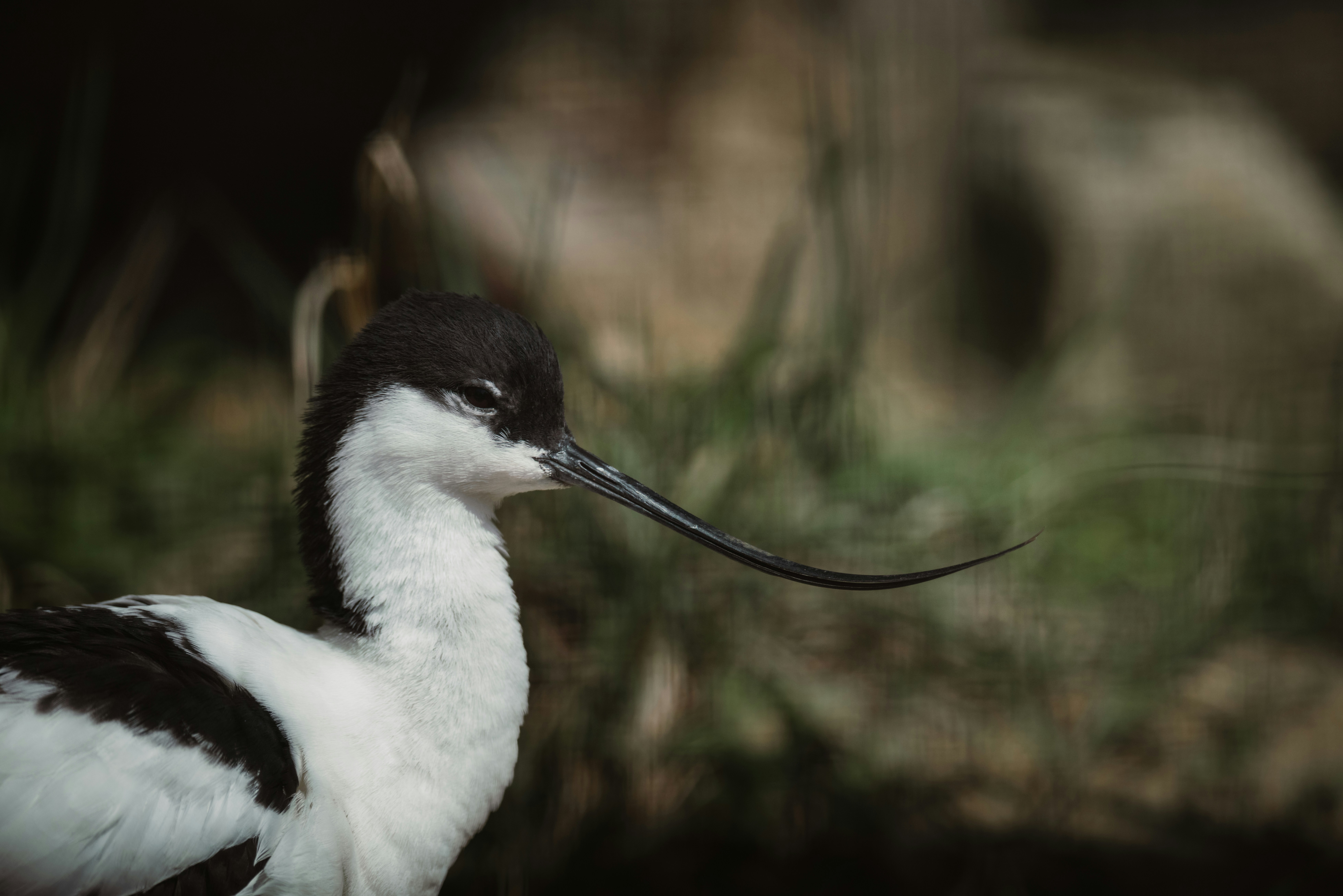 Long-billed Heron-style Portrait: The Black-and-White Avocet in Profile
