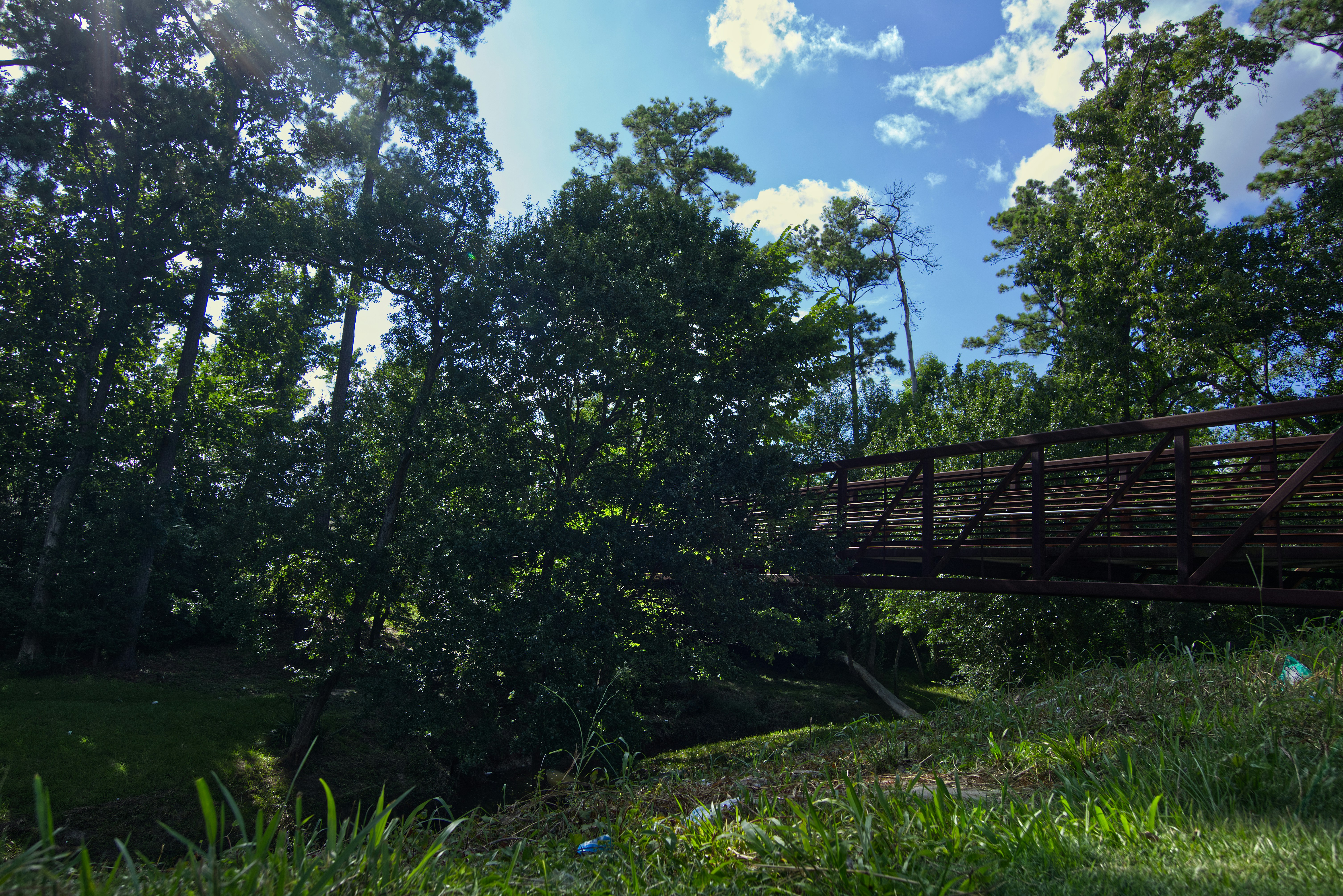 Sunlit canopy over a rustic footbridge