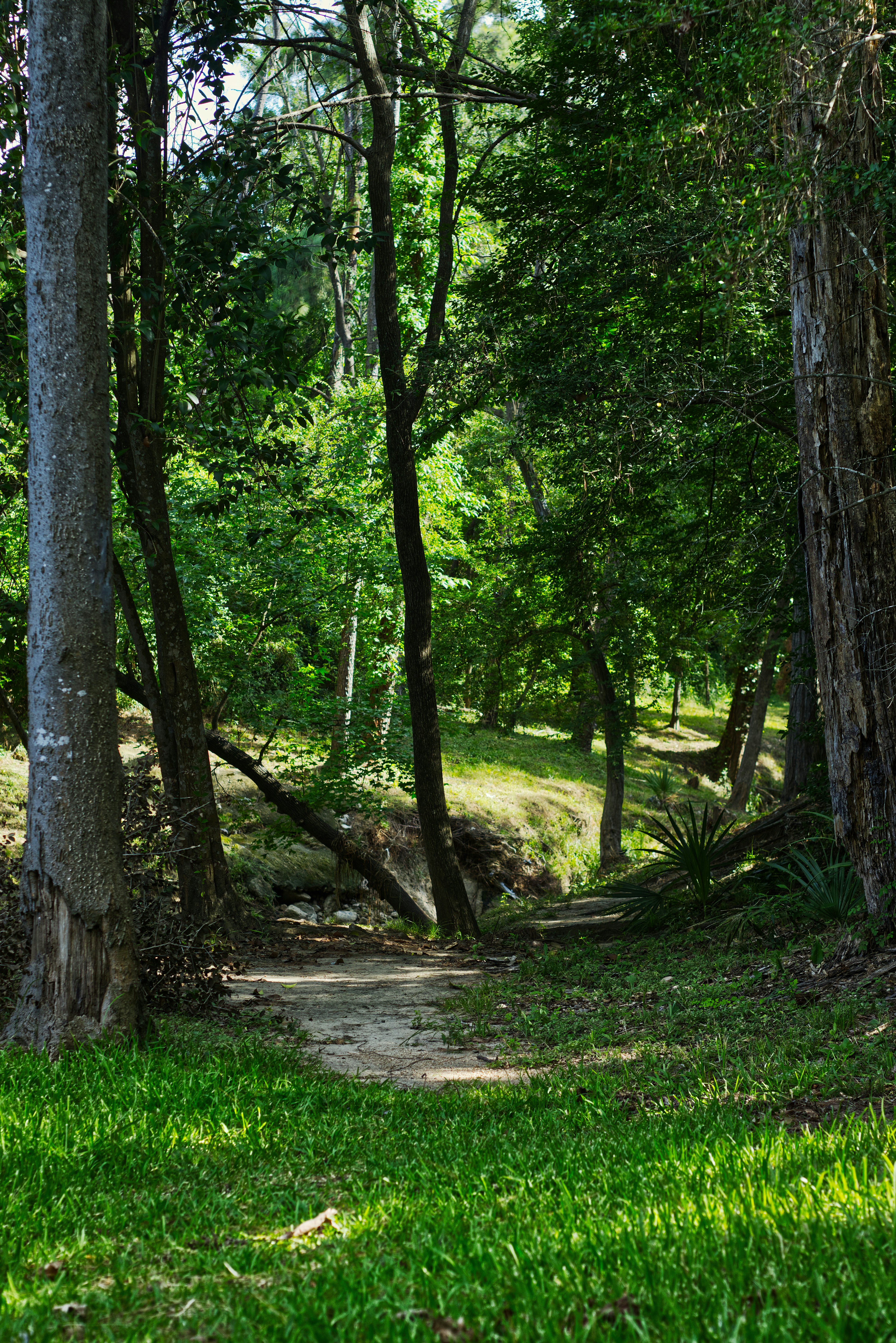 Sunlit Trail Through a Quiet Green Corridor