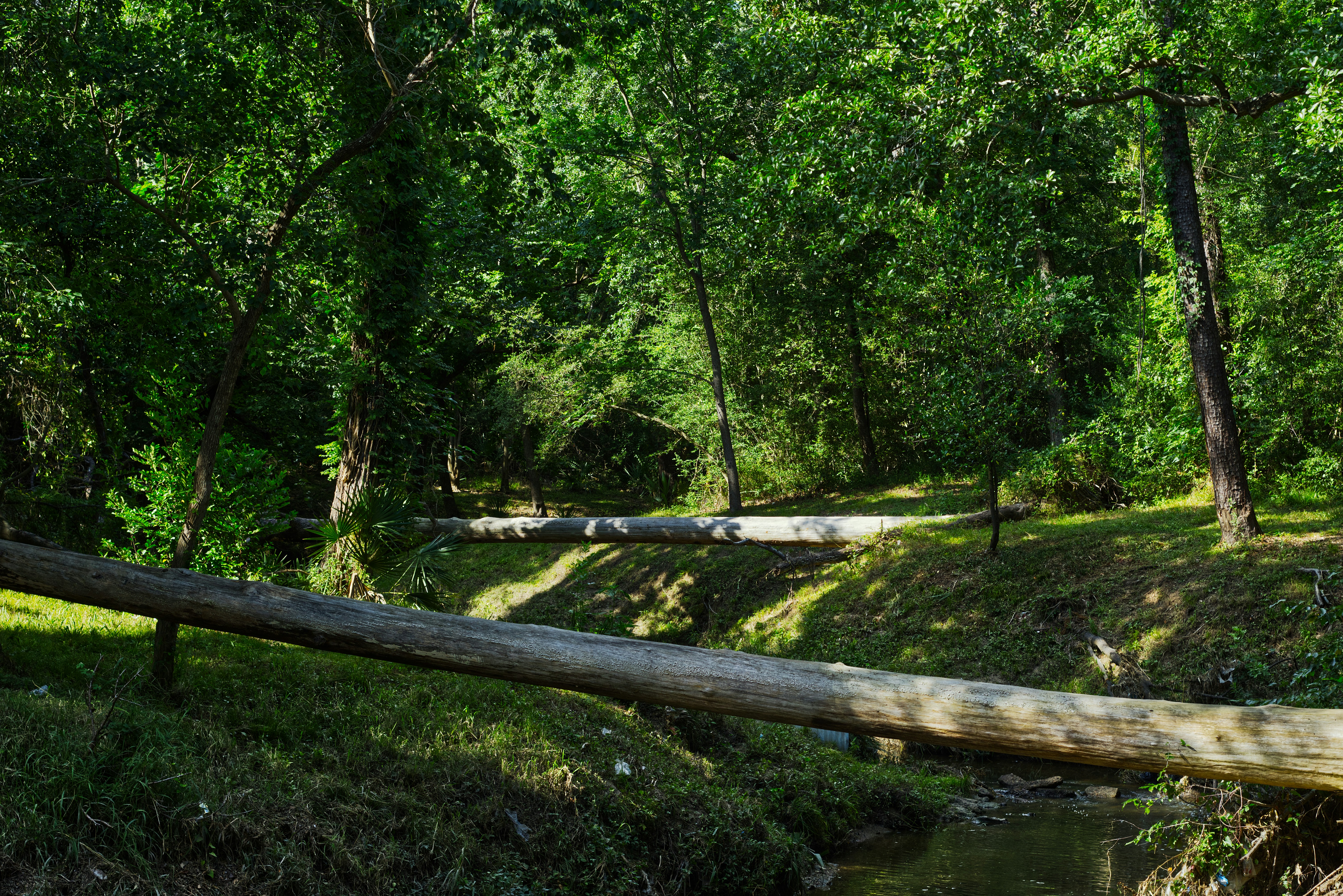 Sunlit Forest Corridor with Logged Rail Barrier