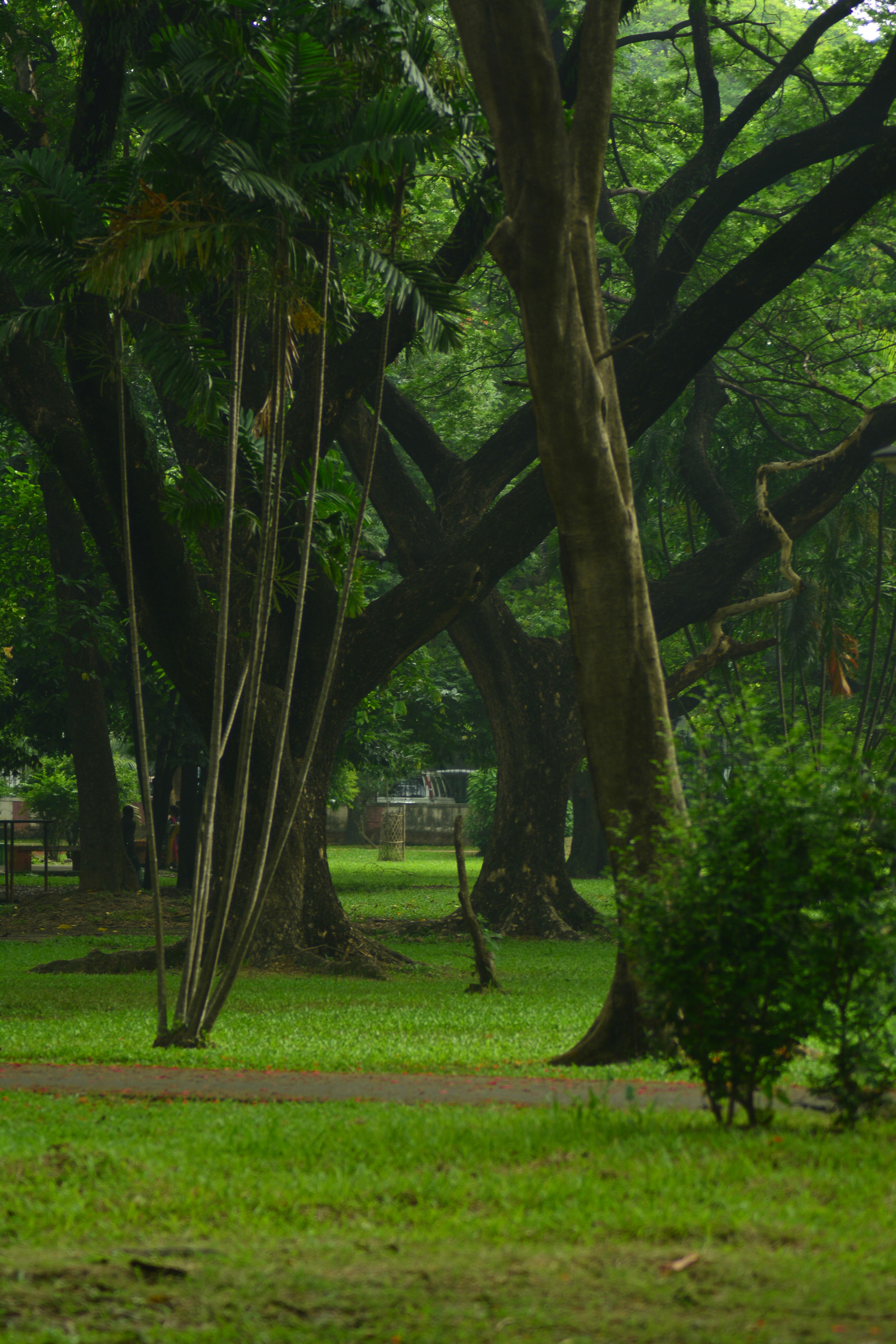 Silent Arboreal Cathedral: A Park Scene Framed by Gnarled Trunks