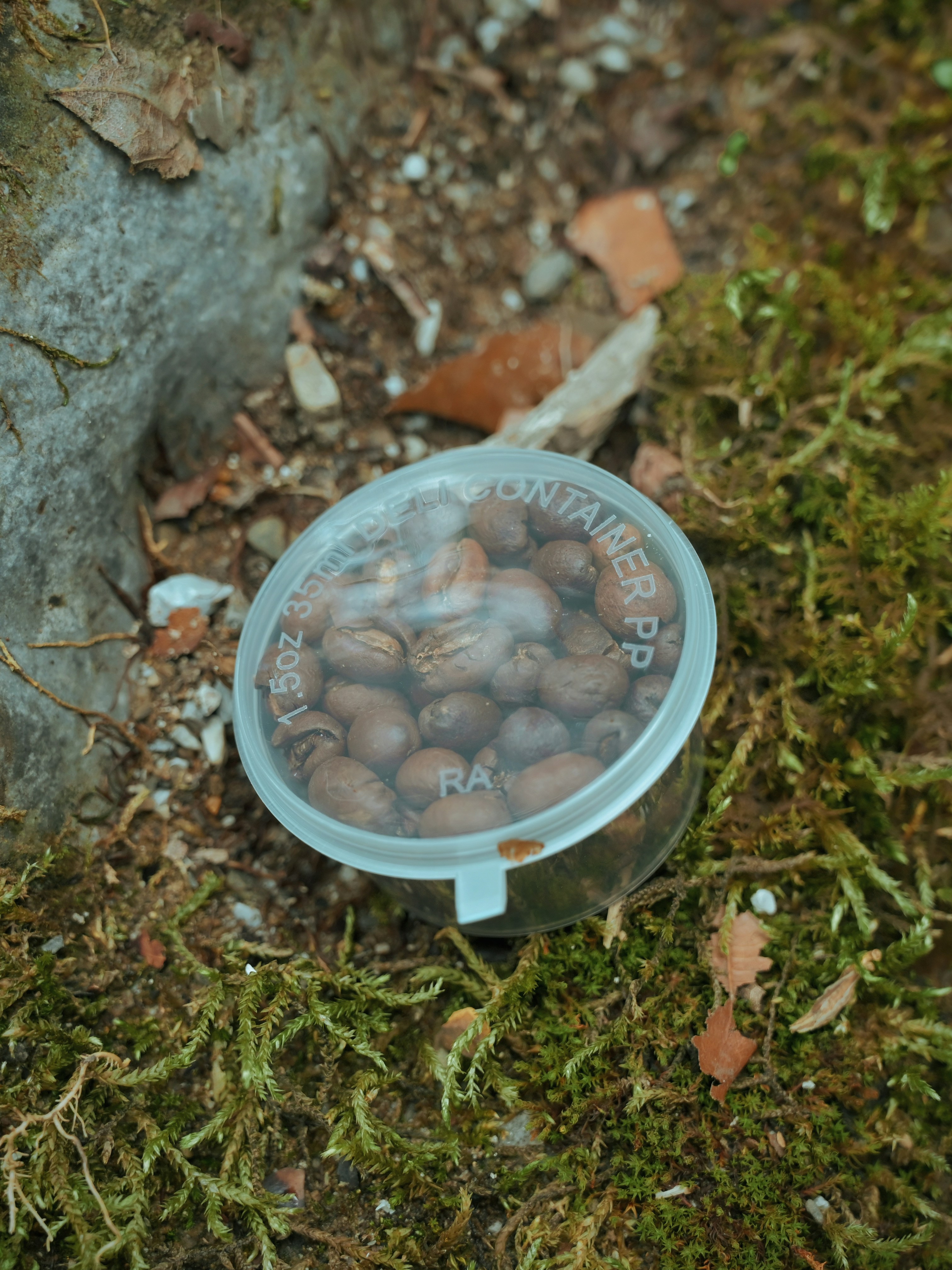 Hidden Snack Cup Resting on Mossy Ground