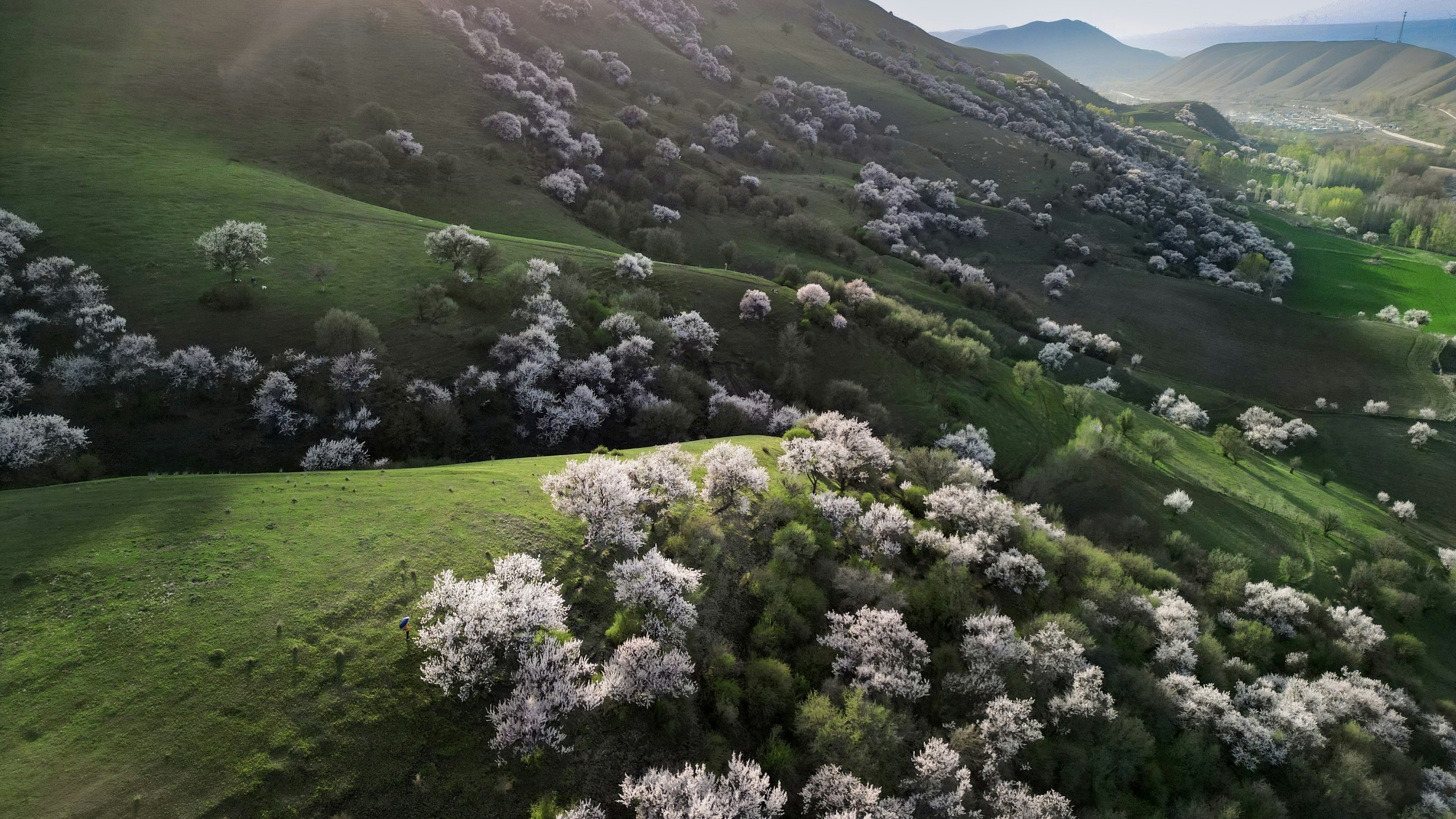 Rolling green hills studded with white blossoms unfold toward distant mountains; the scene emphasizes a sea of flowering trees along gentle slopes, captured in a wide landscape for a tranquil spring vista.