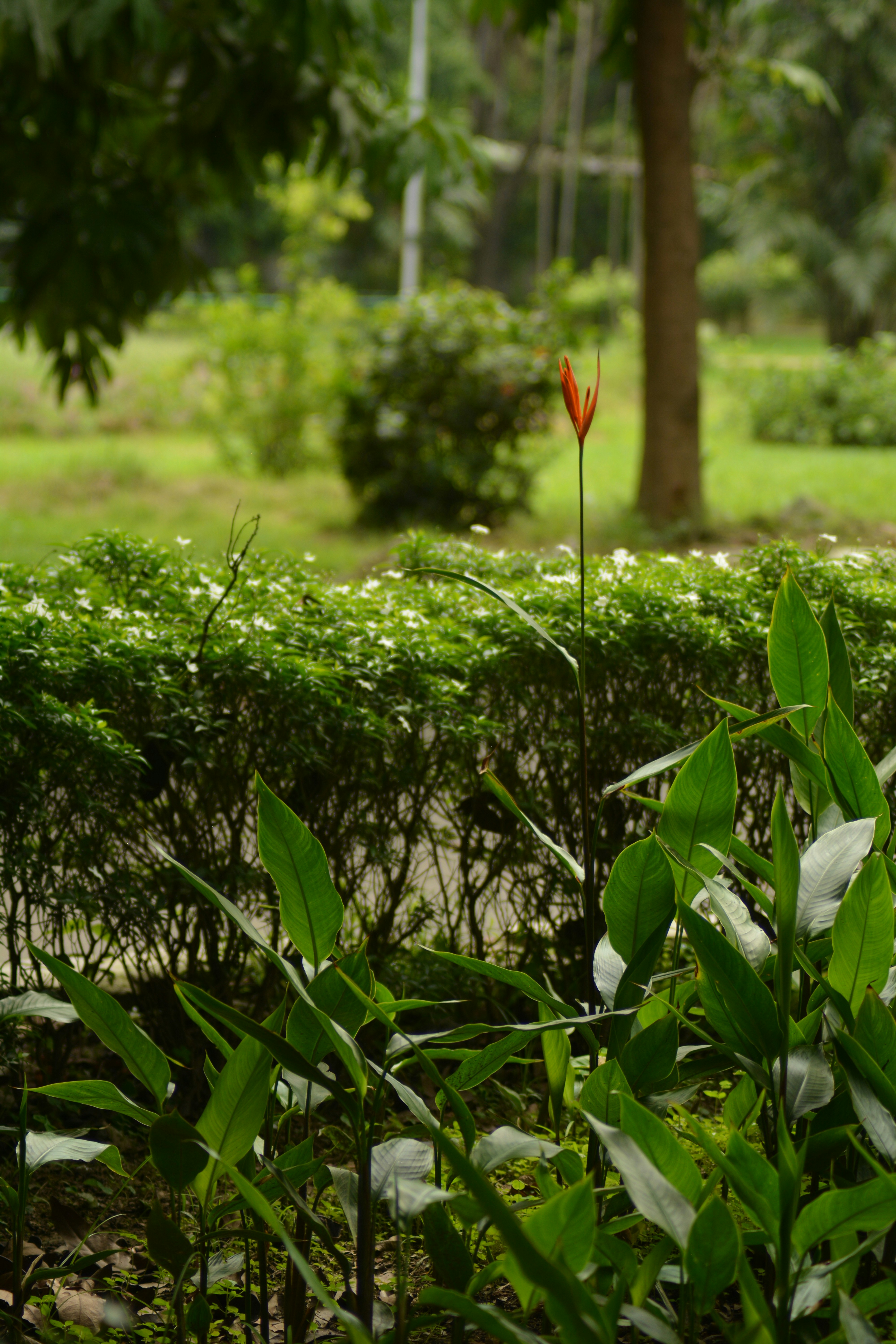 Orange plumed bloom rising over a lush garden hedge