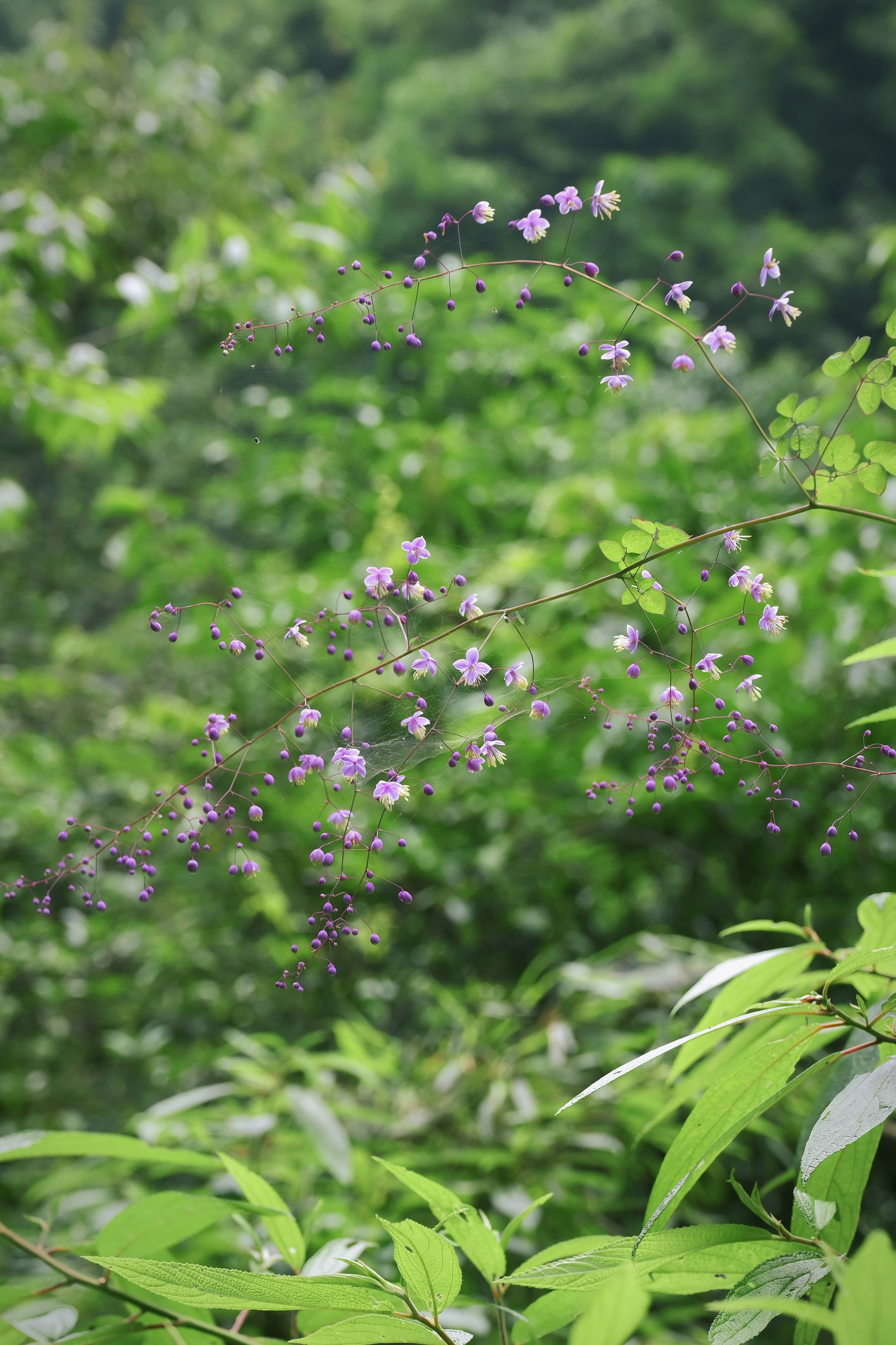 Purple flowering vines arc across a lush green background, with soft bokeh and foreground leaves hinting at a garden edge.