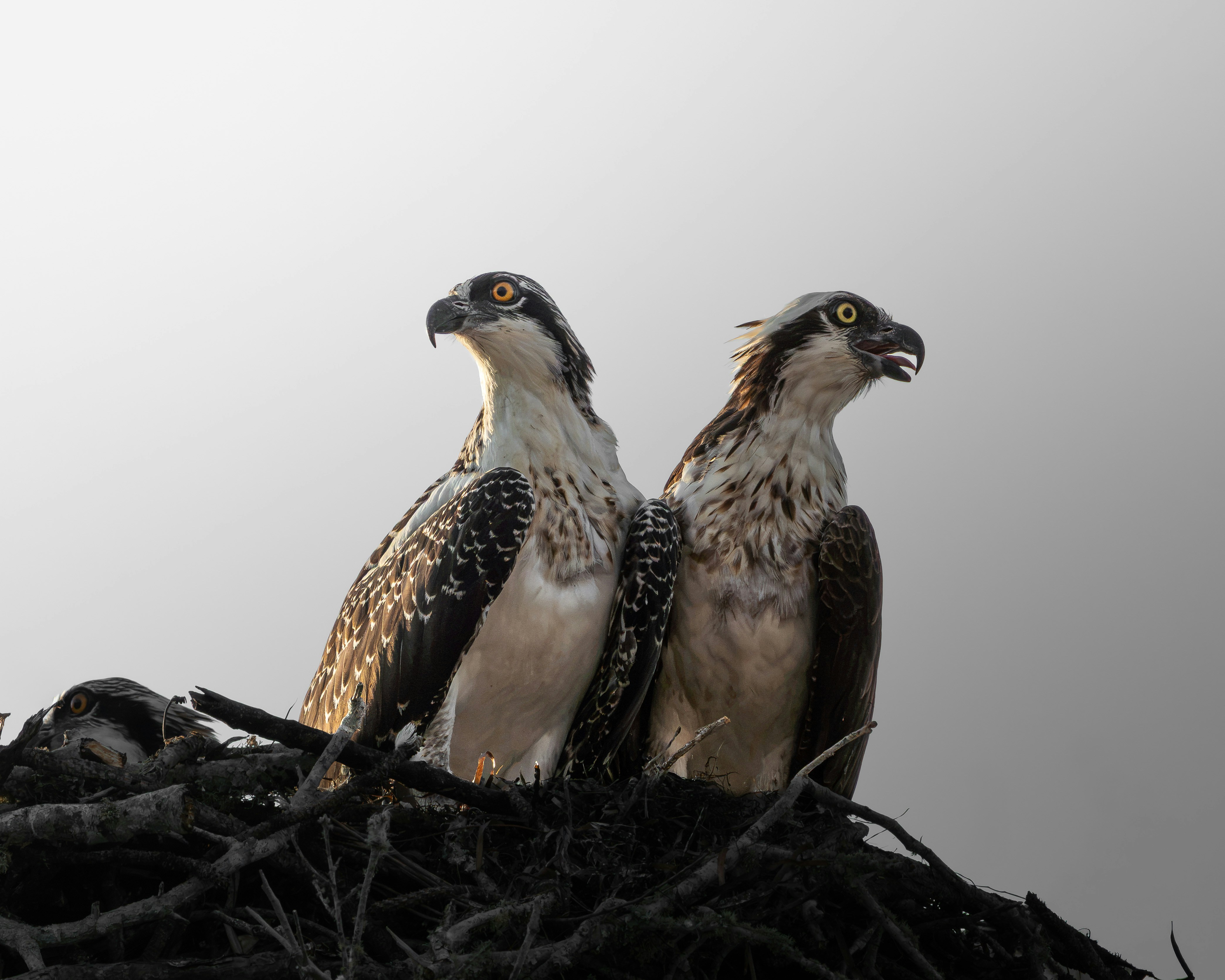 Two Osprey Sentinel: A Coastal Nest under Soaring Light