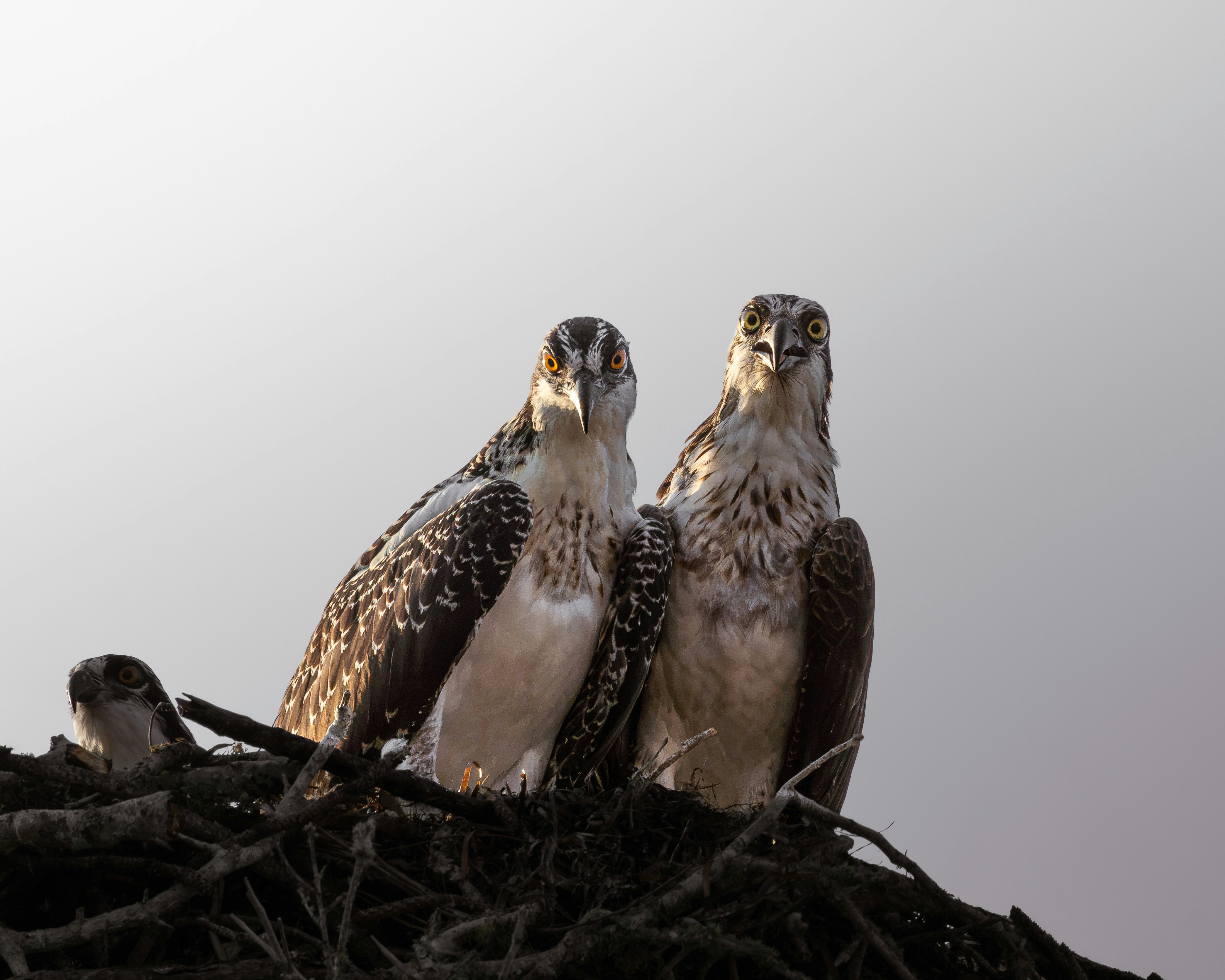 Two Peregrine Falcons Crowned by Early Light
