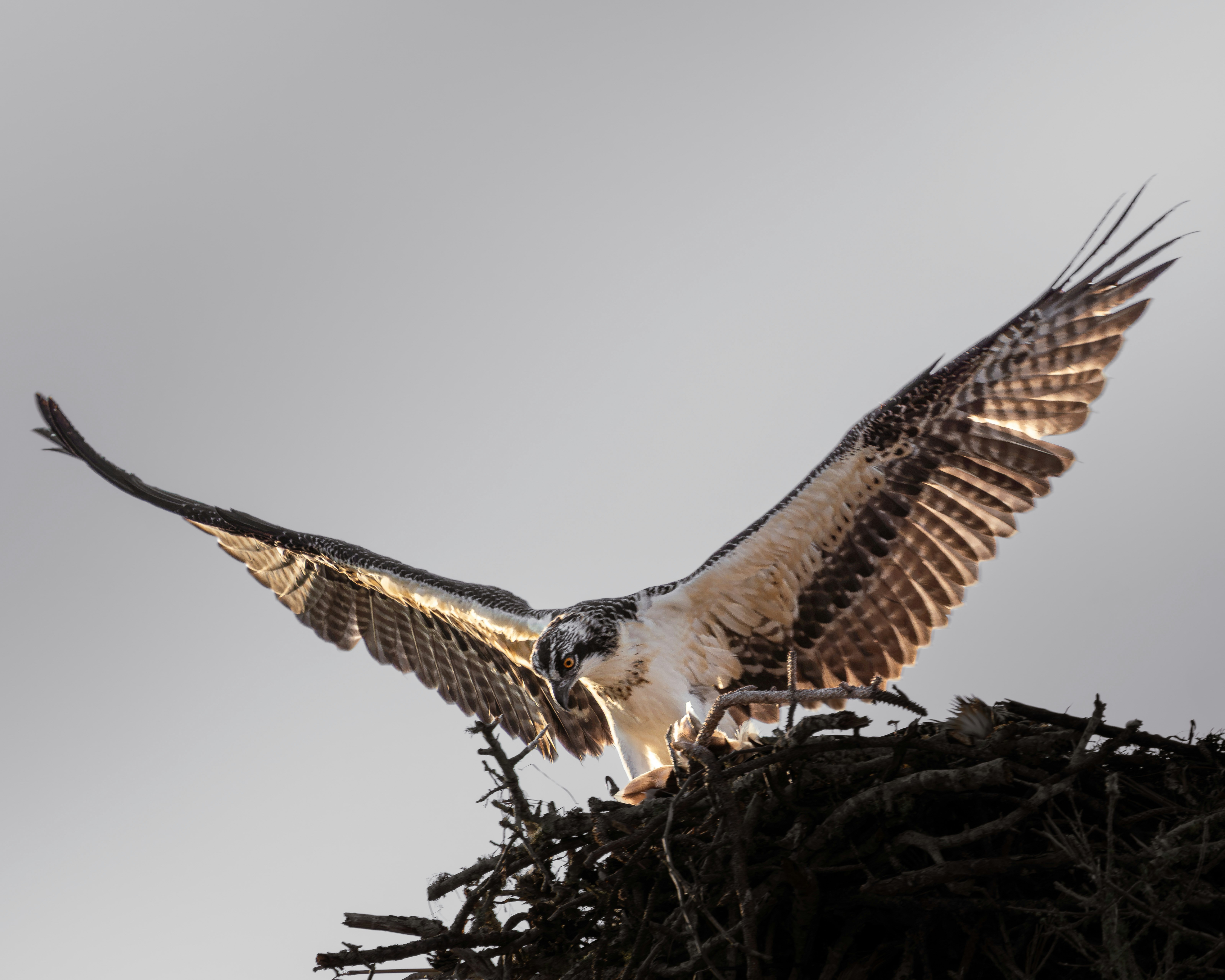 Raptor's Dawn: Wings Over the Nest