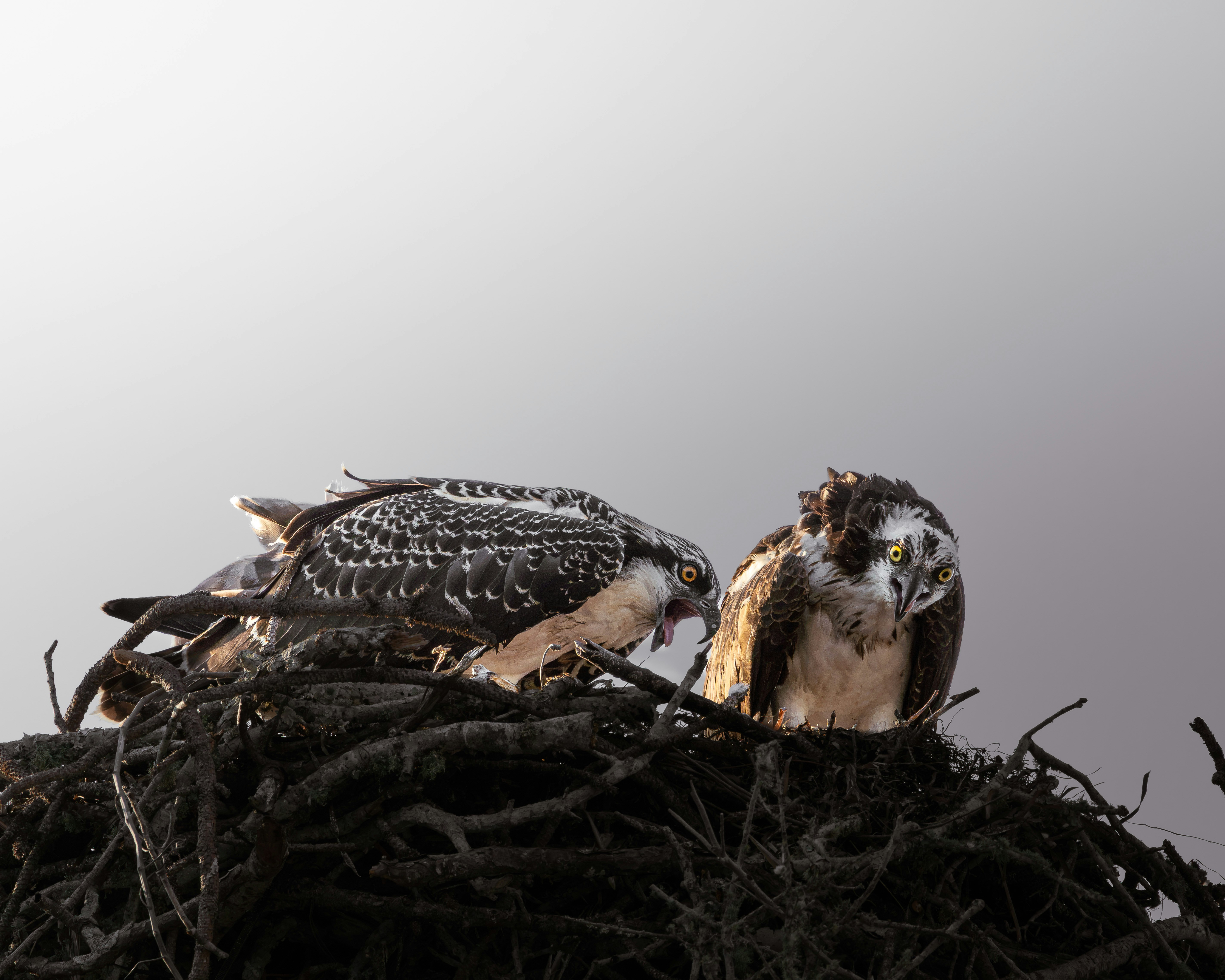 Two Ospreys on a Nest: Focused Watchers at Dusk