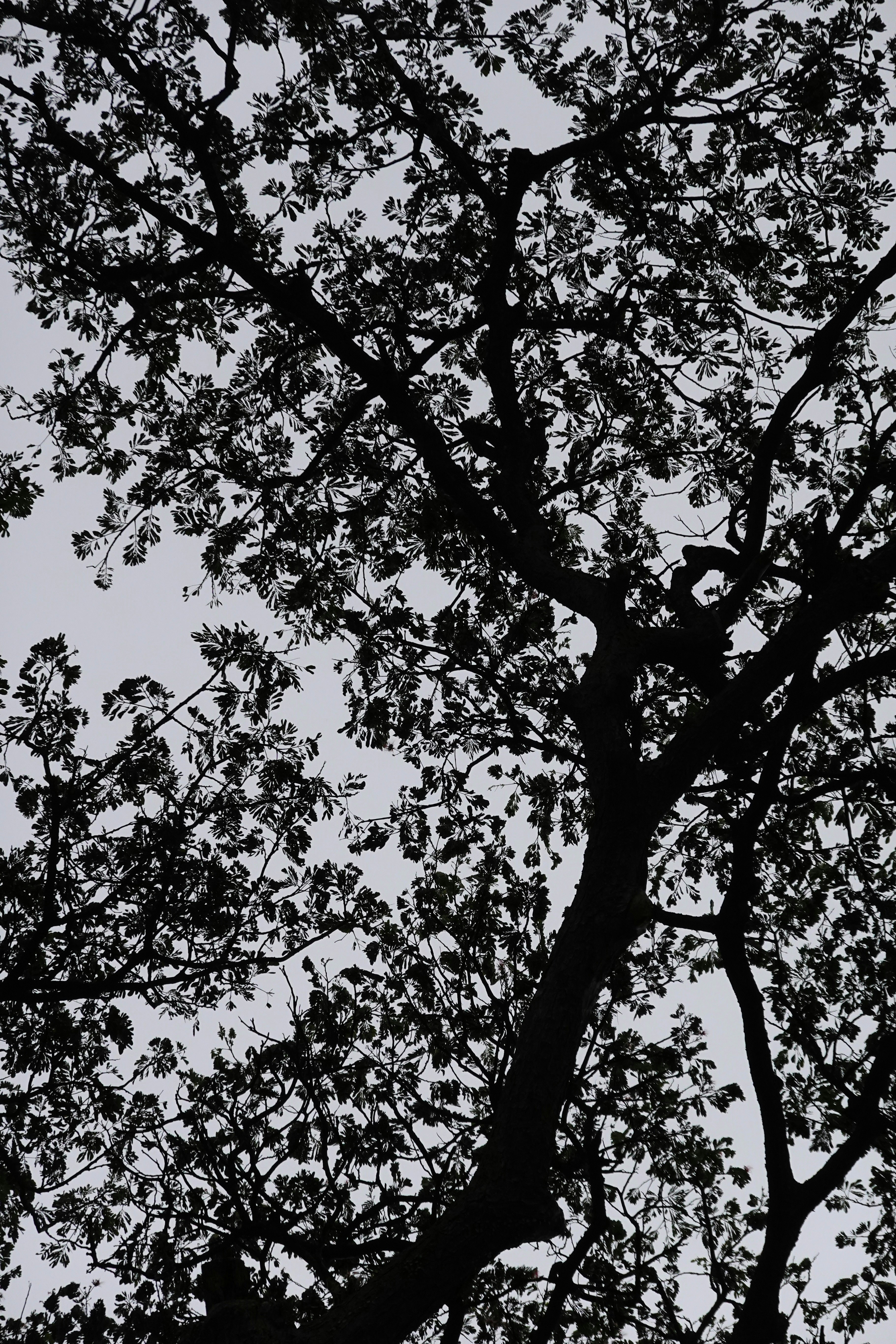 Silhouette of Gnarled Branches Against Twilight Sky