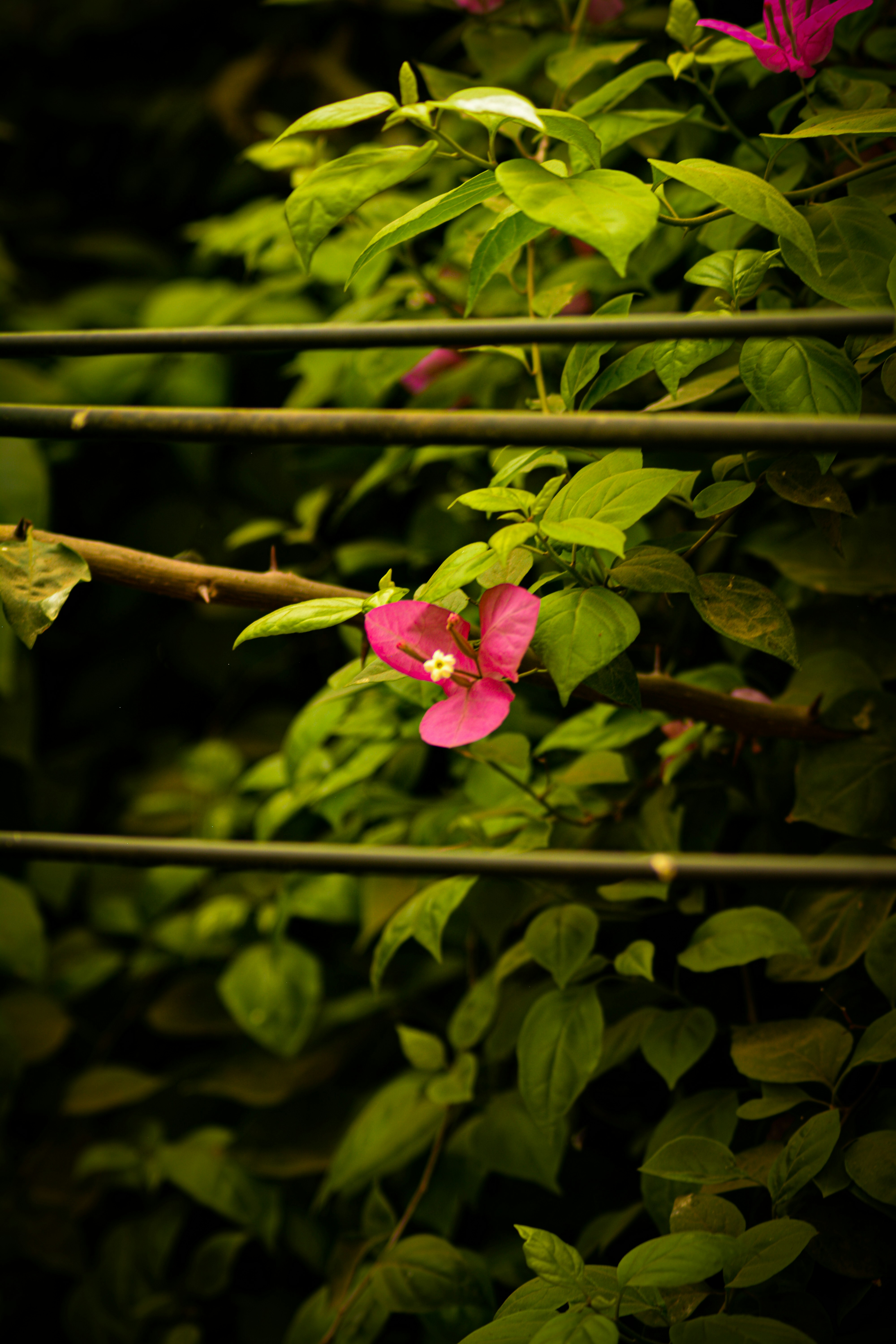 Pink blossom among green vines: a quiet close-up on resilience