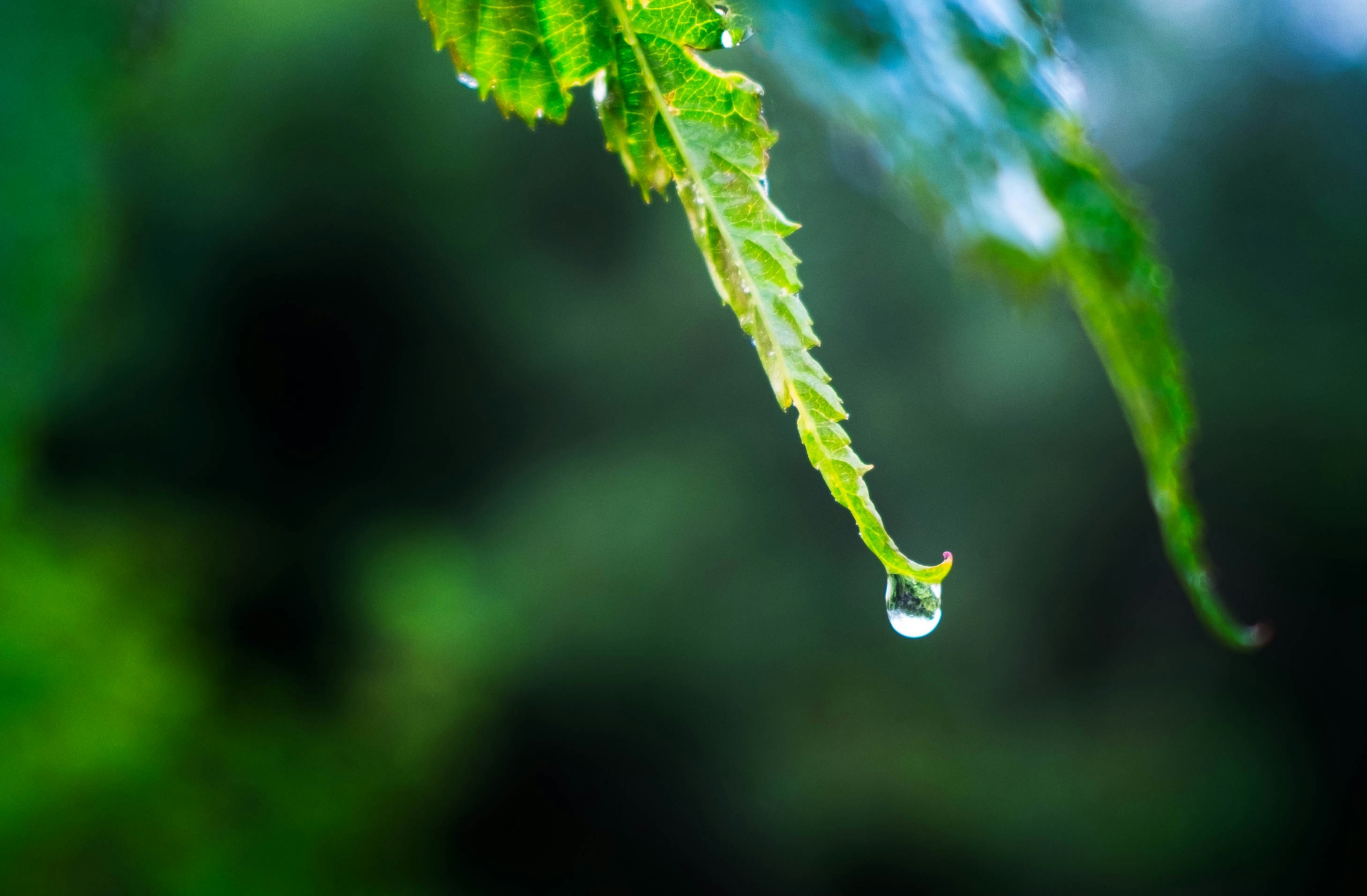 Dew Gem On a Lime Leaf
