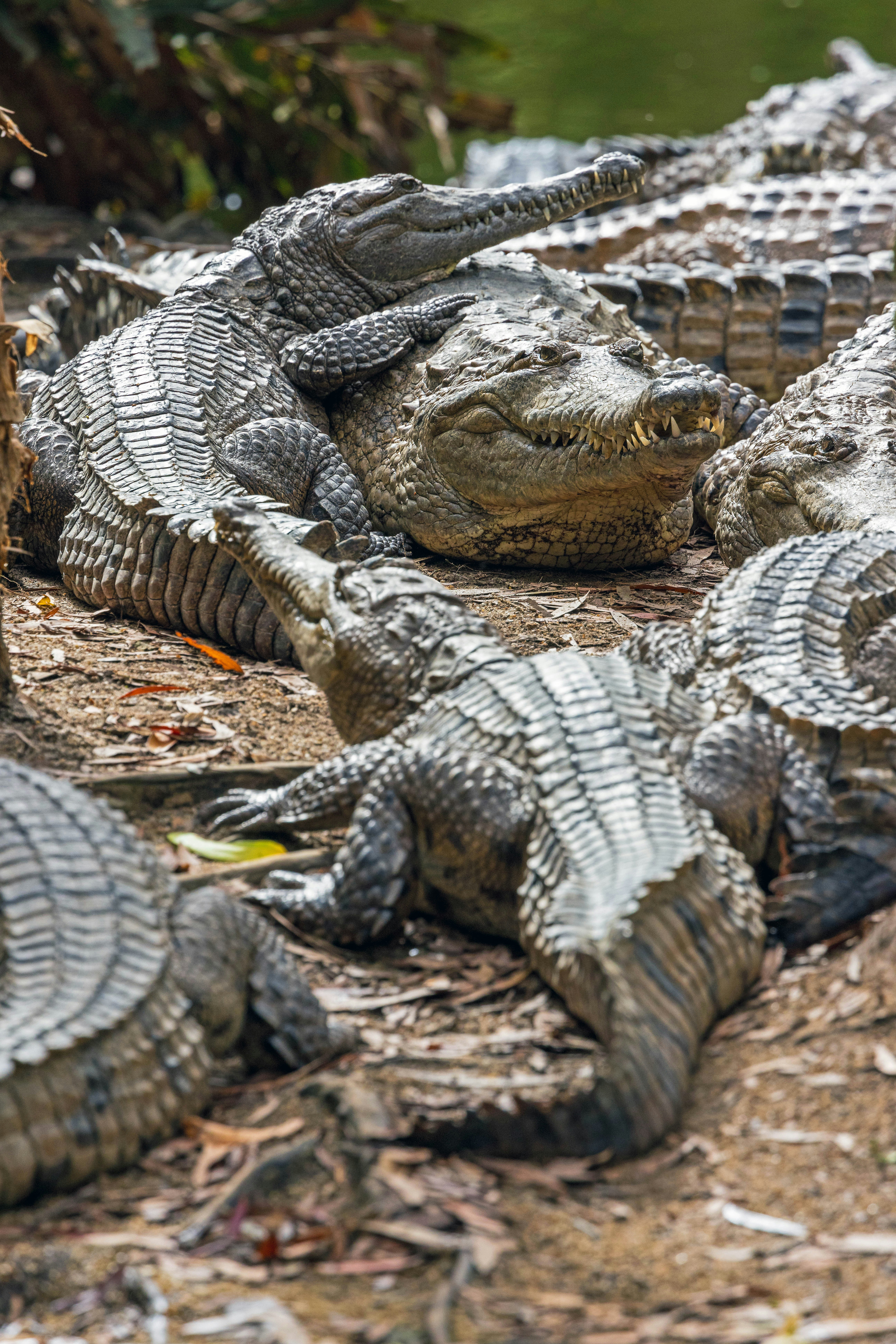 Sunlit Crocodile Congregation: Sunbaked Scales and Restful Gaze