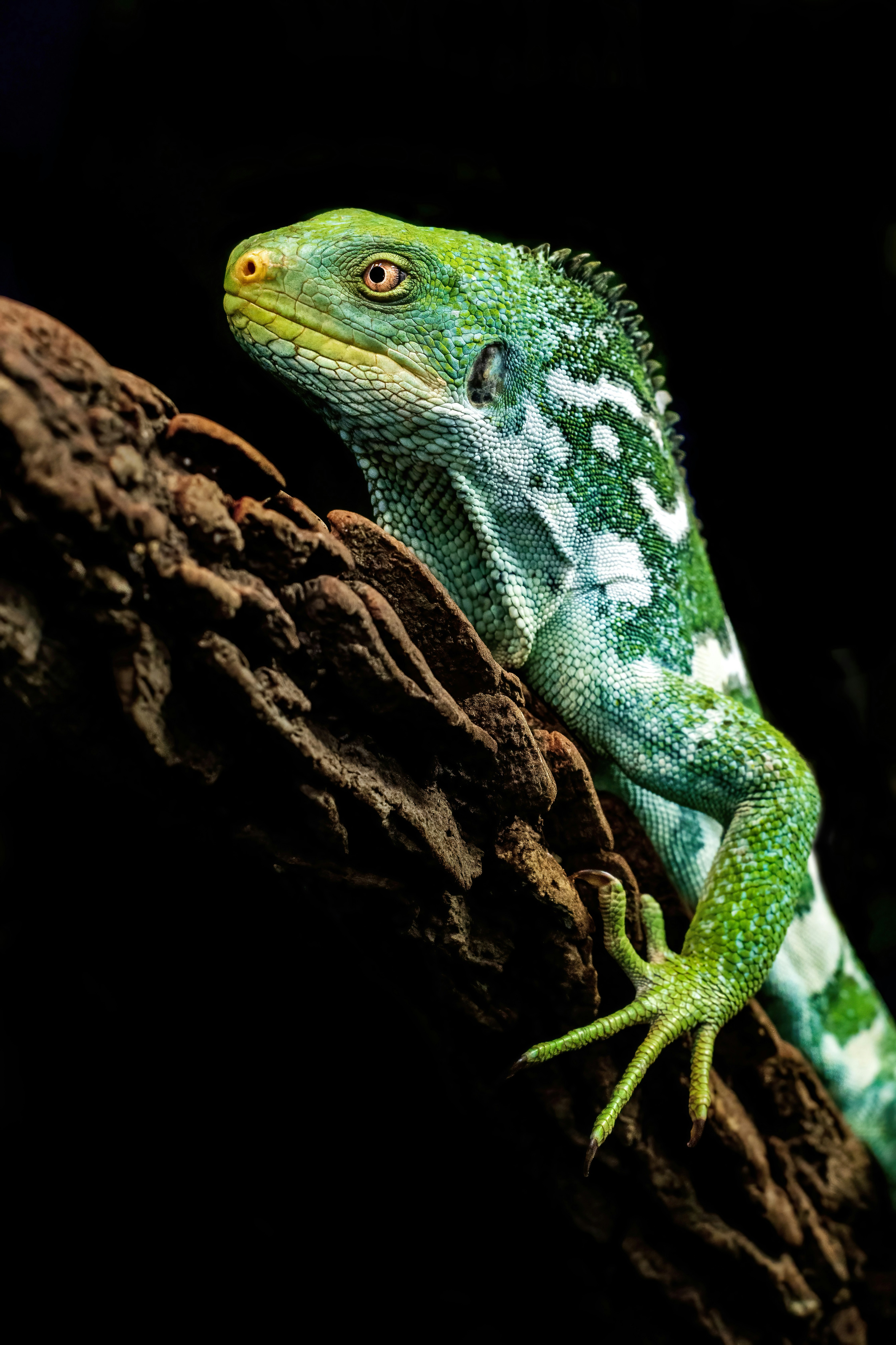 Emerald Lizard on a Lava Creek