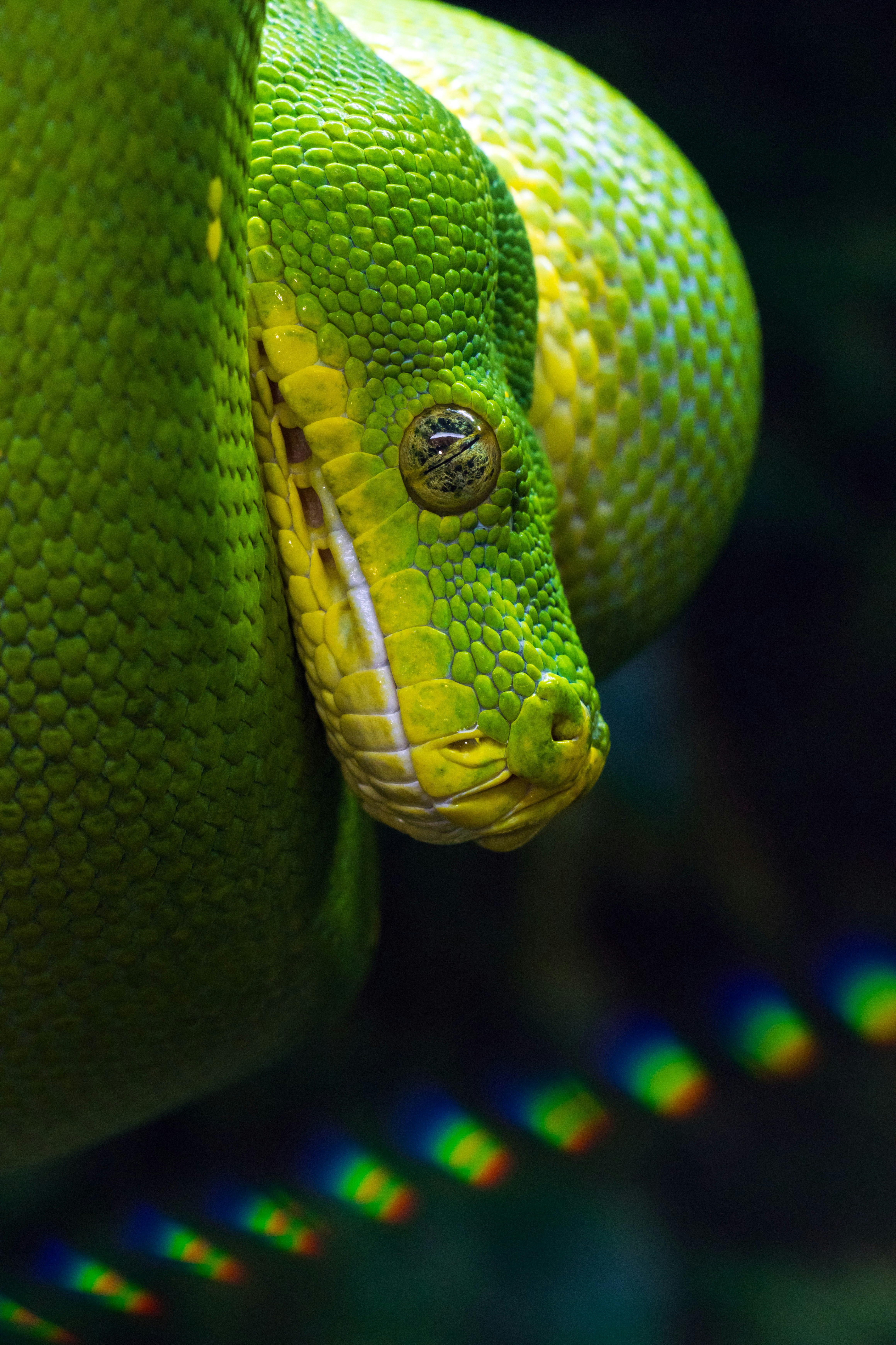 Emerald Veil: A Close-Up of the Green Pit Viper's Gaze