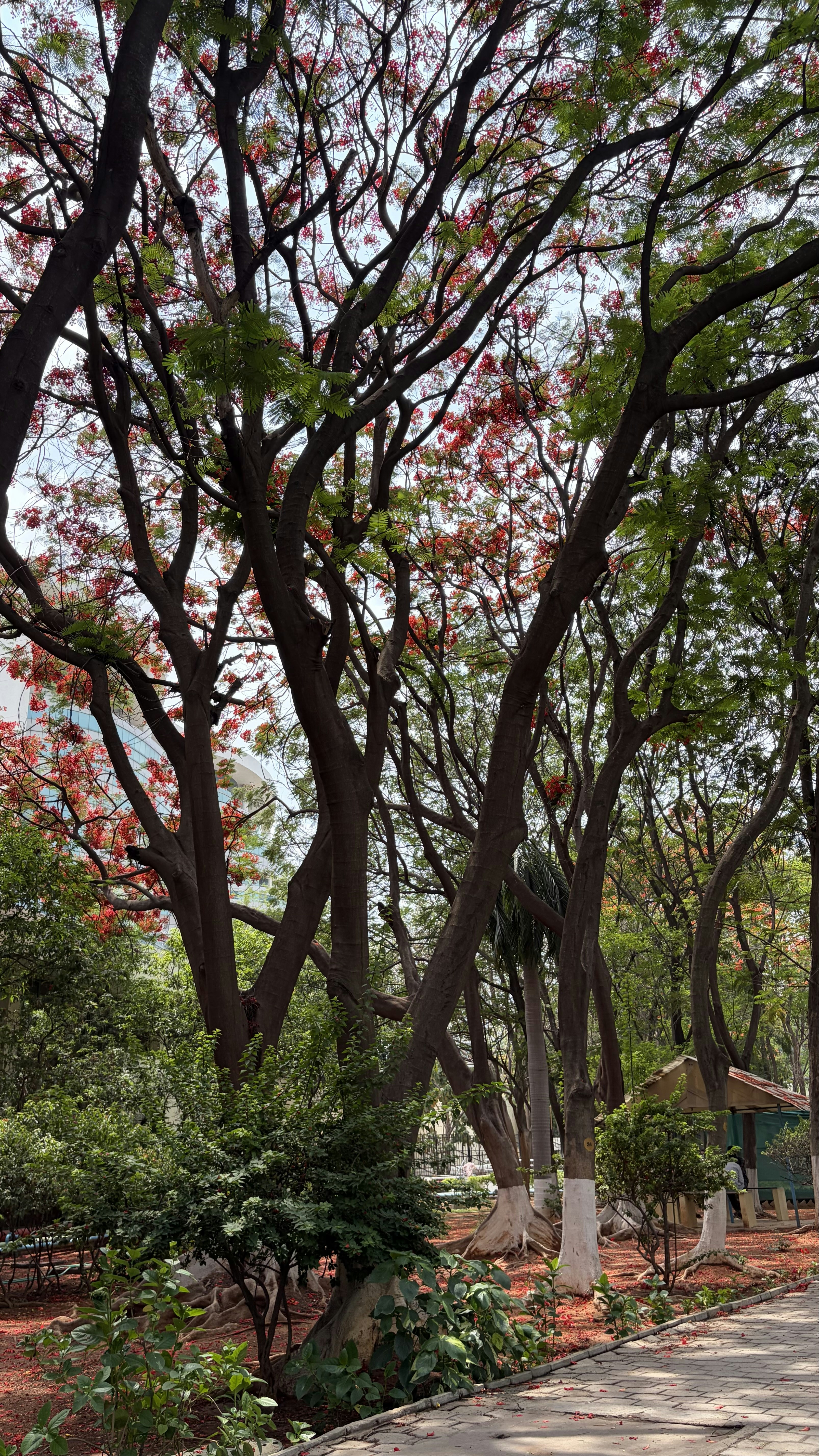 Crimson Canopy Arc: A Tangle of Trees in a Sunlit Park