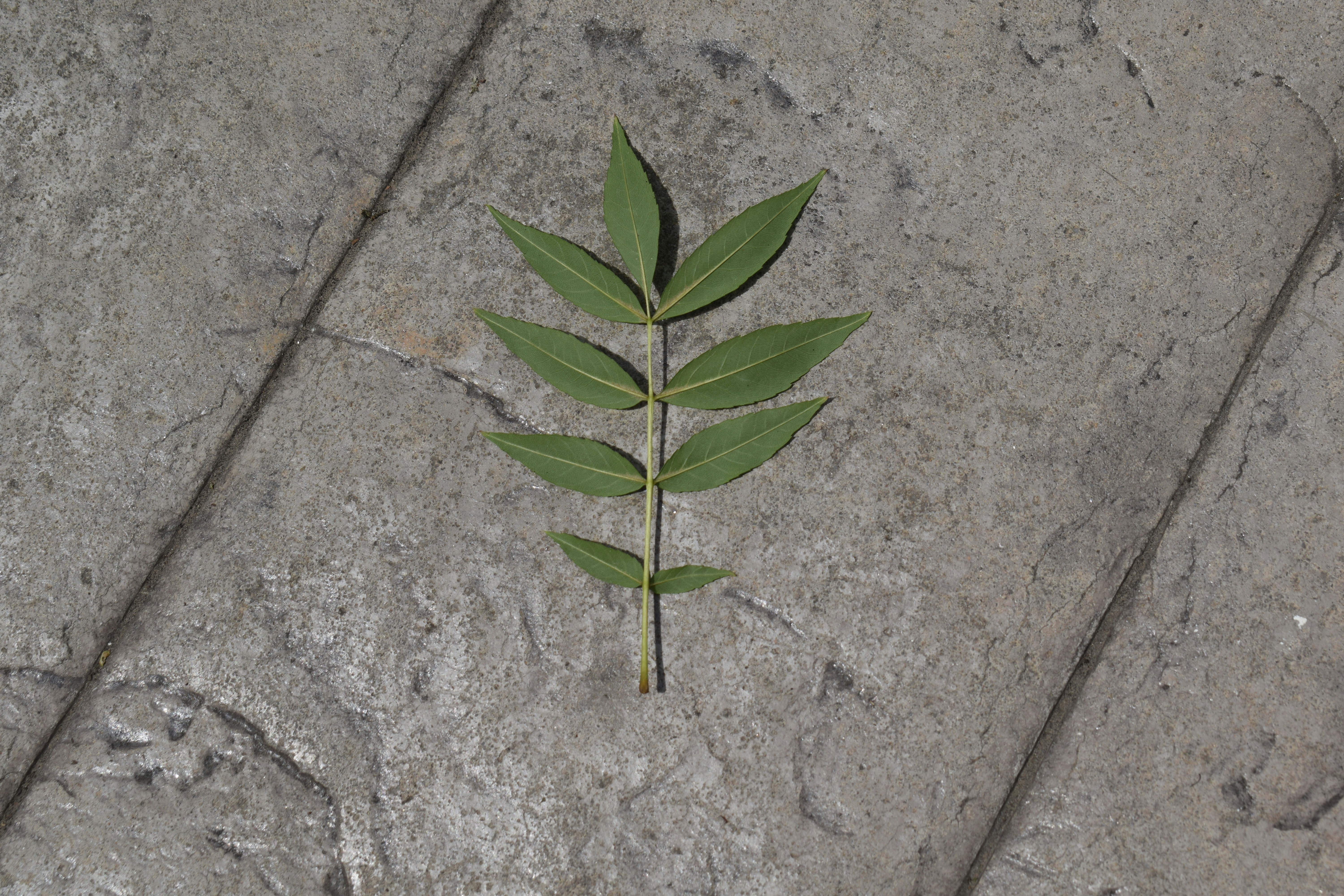 A Tender Sprout Rising from Concrete: A Leaflet of Resilience
