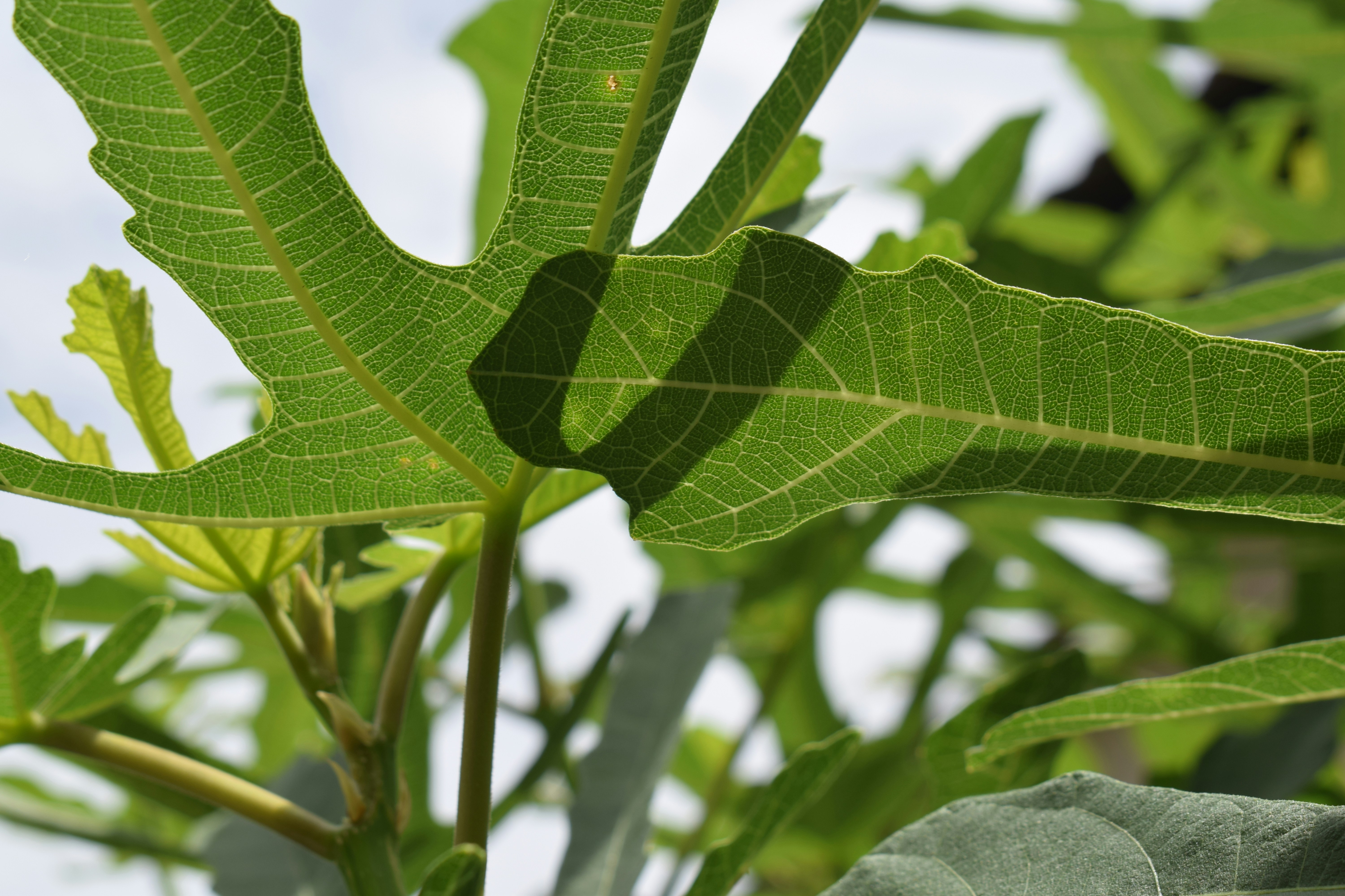 Close-Up of Verdant Broad-Leaf Foliage Revealed in Dappled Light