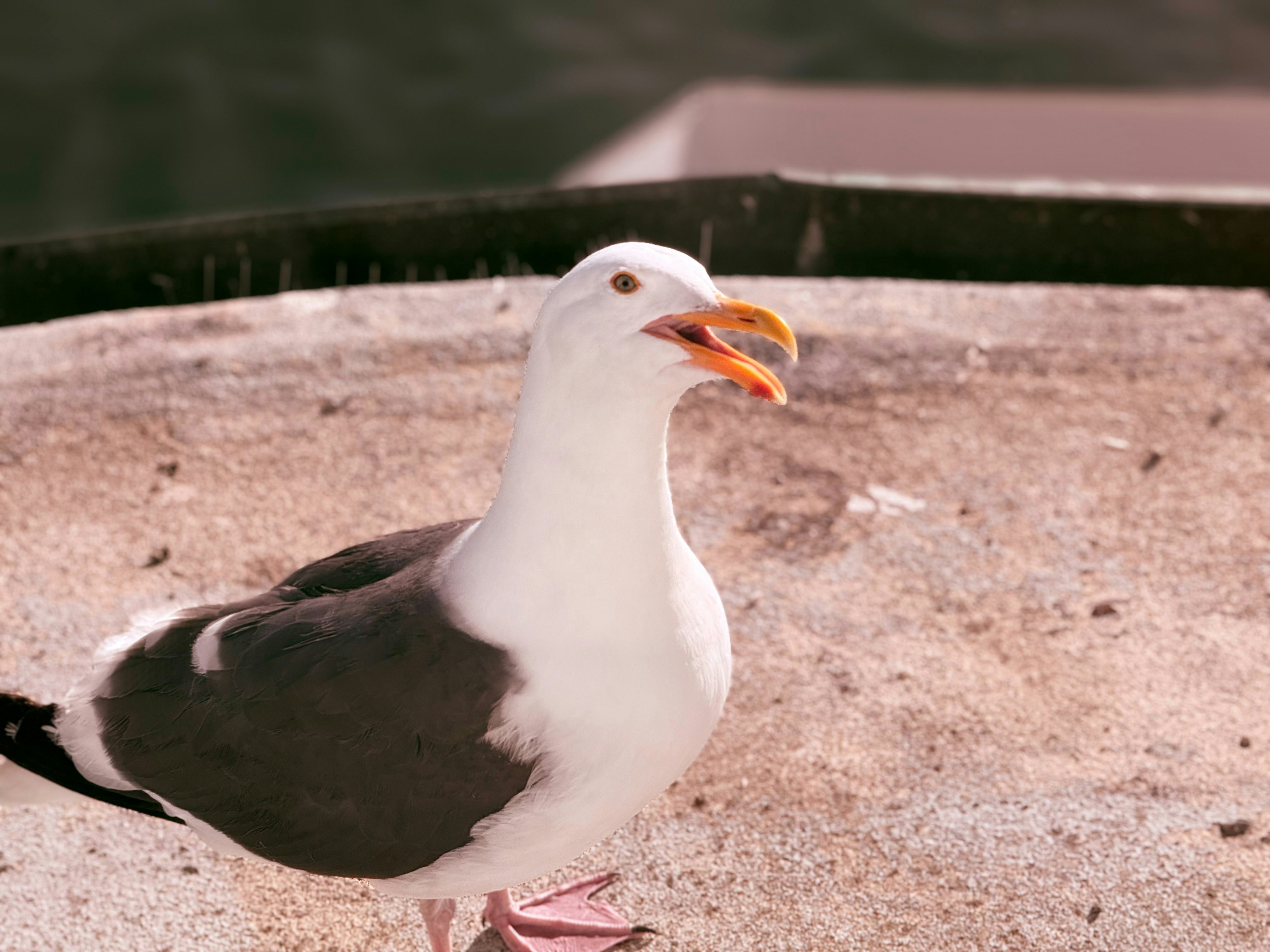 Seagull on asunlit ledge with open beak