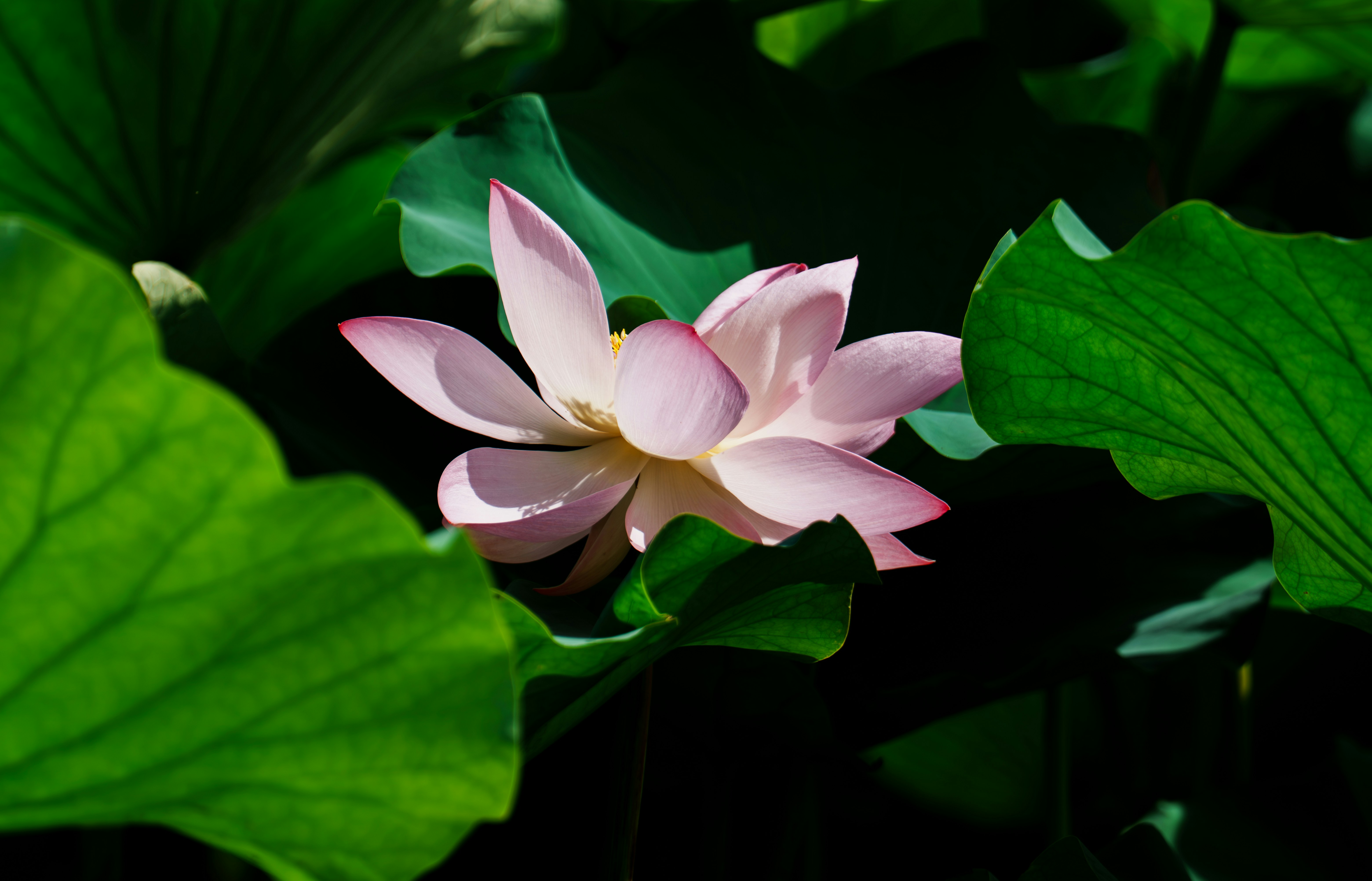 Soft-petal Bloom Amid Dark Green Veil