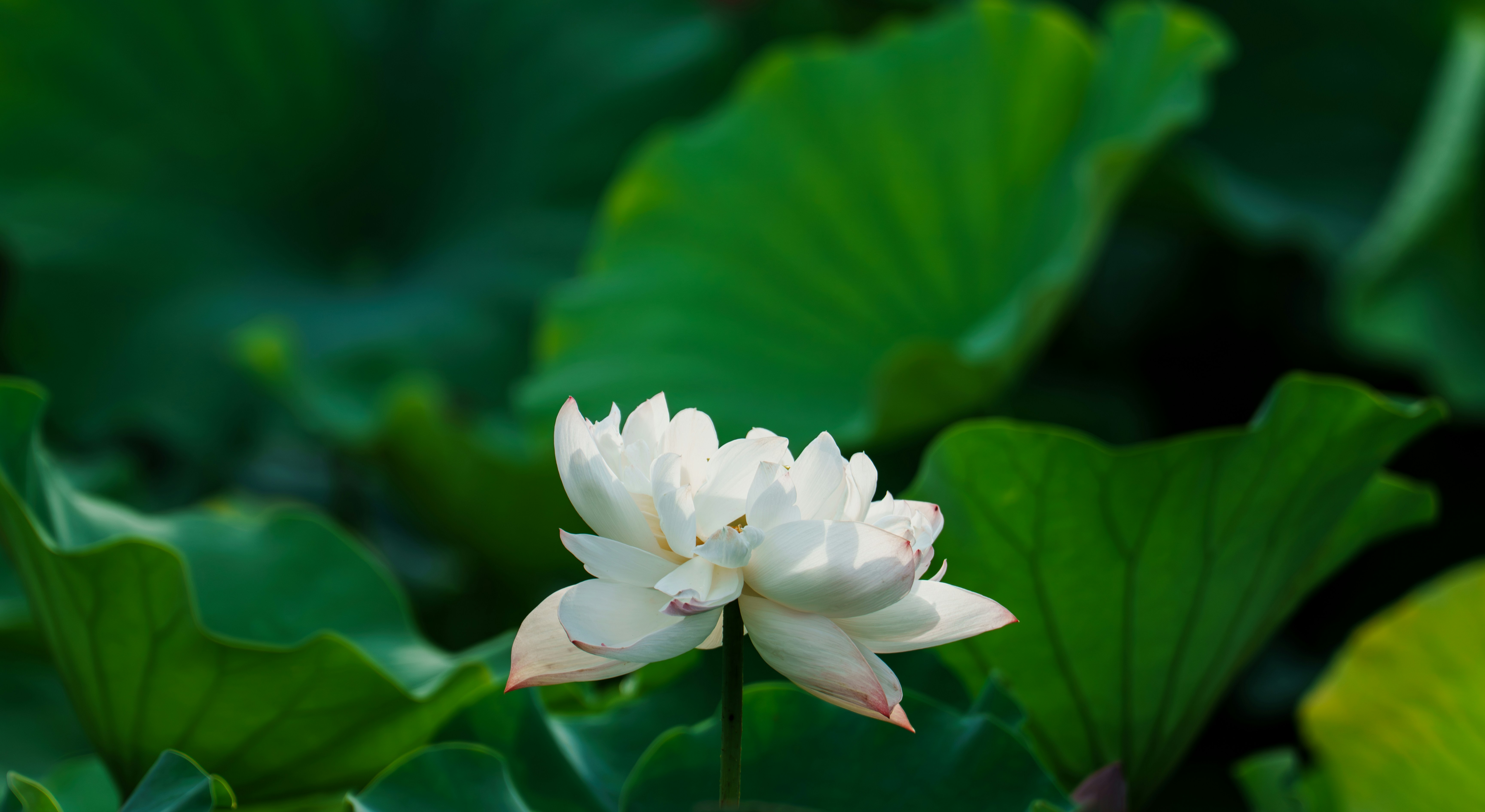 Centered Lotus Bloom in Quiet Pond