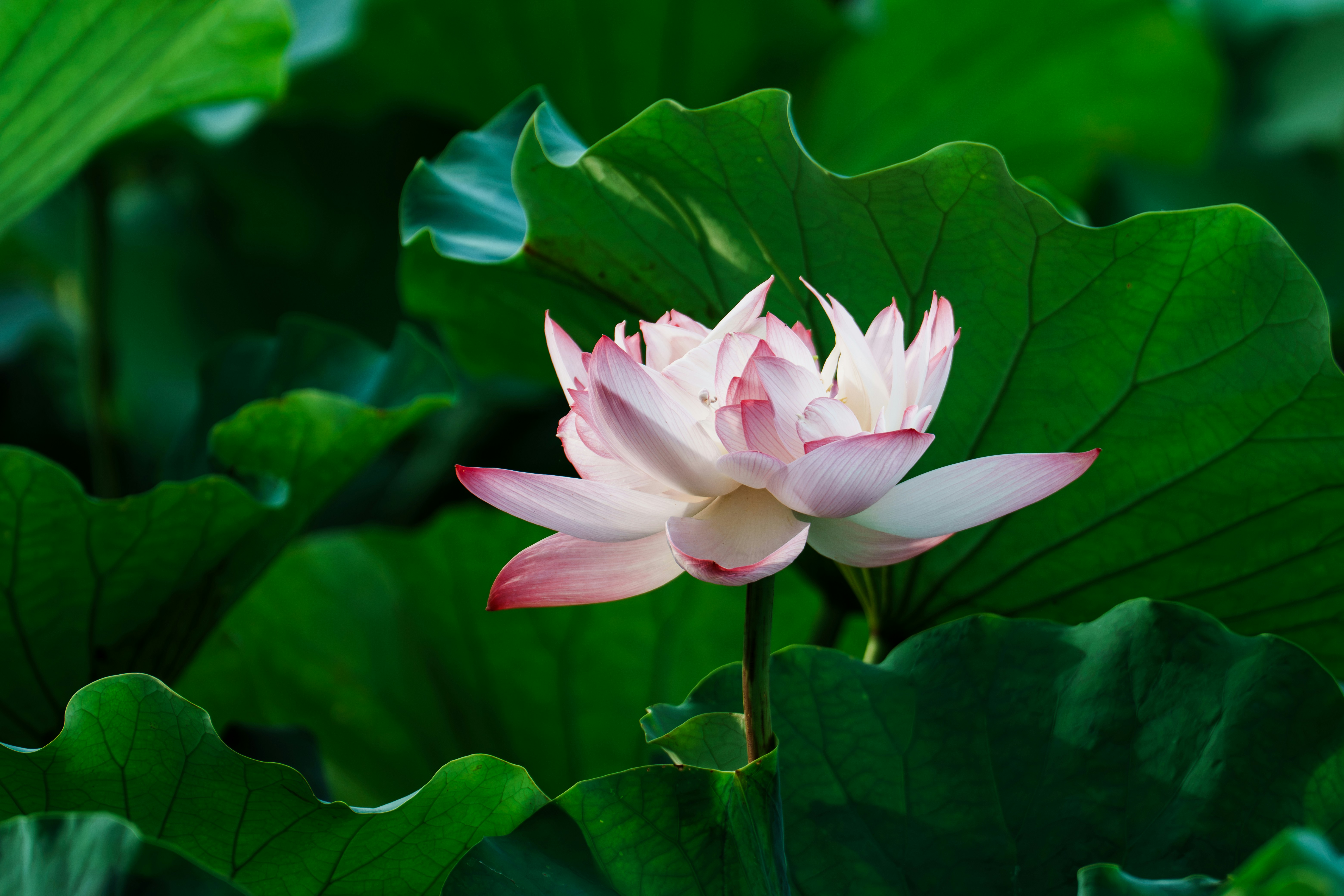 Blush Lotus Among Emerald Waves
