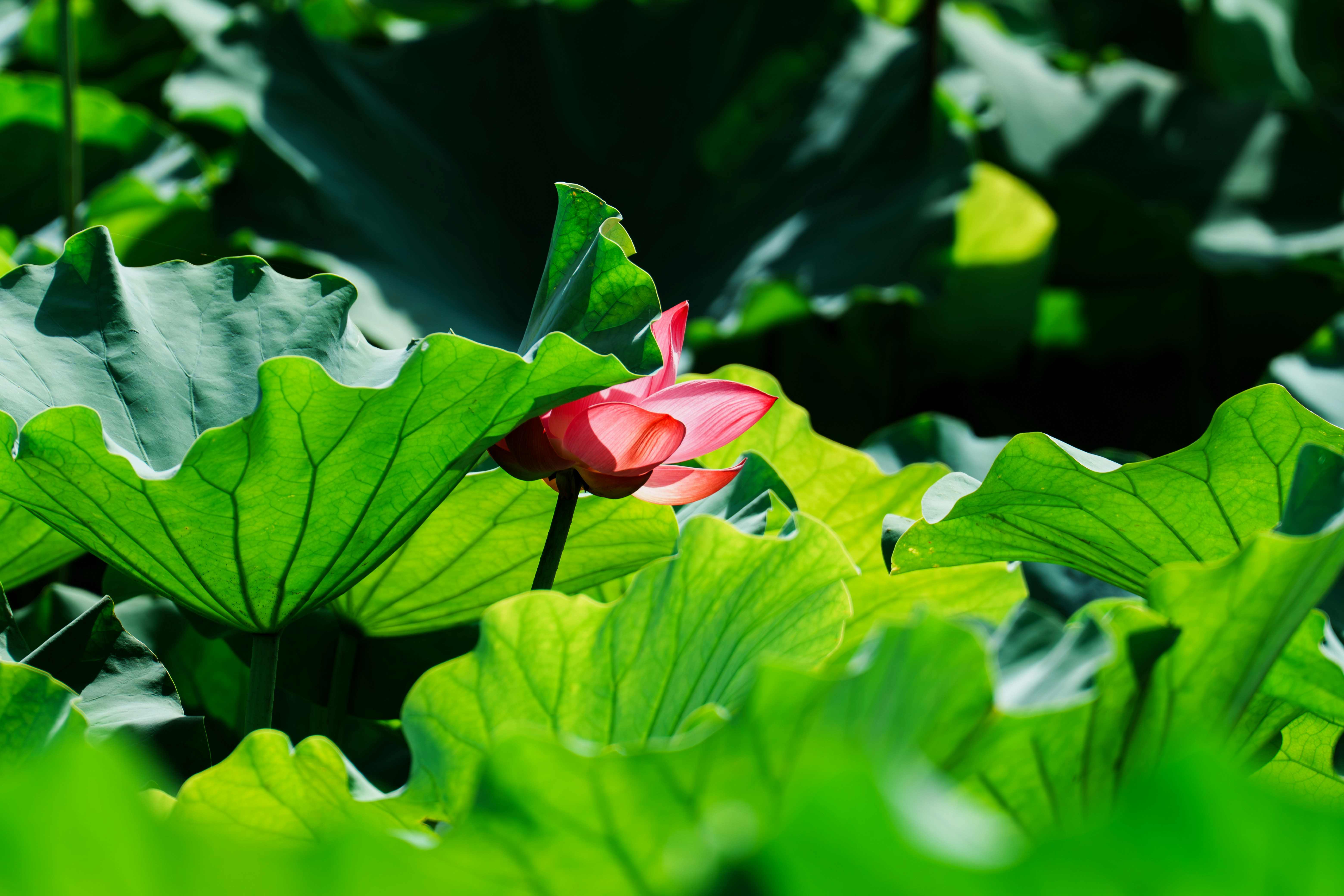 Pink Lotus Amidst Emerald Foliage