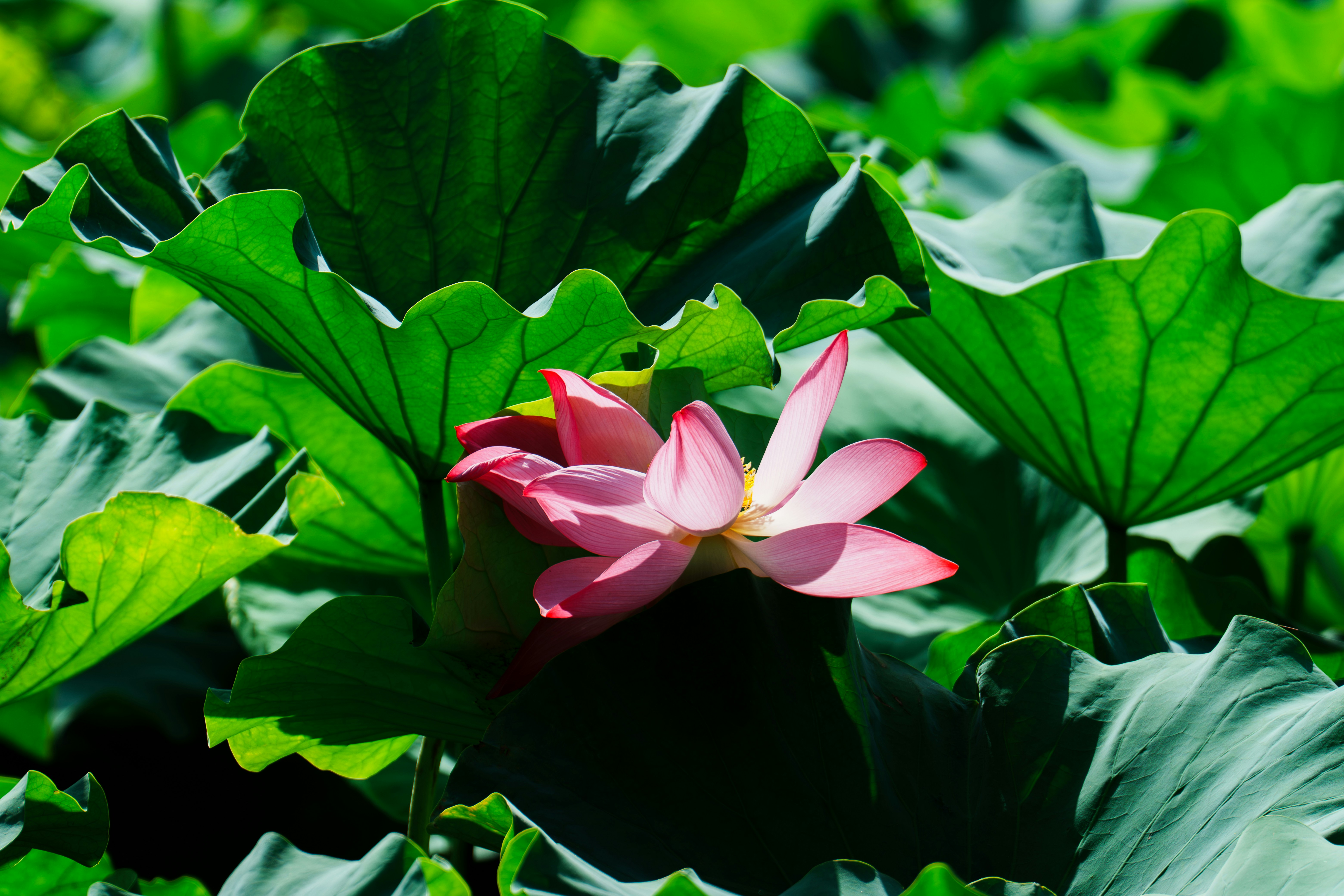 Hidden Pink Bloom Among Emerald Fans