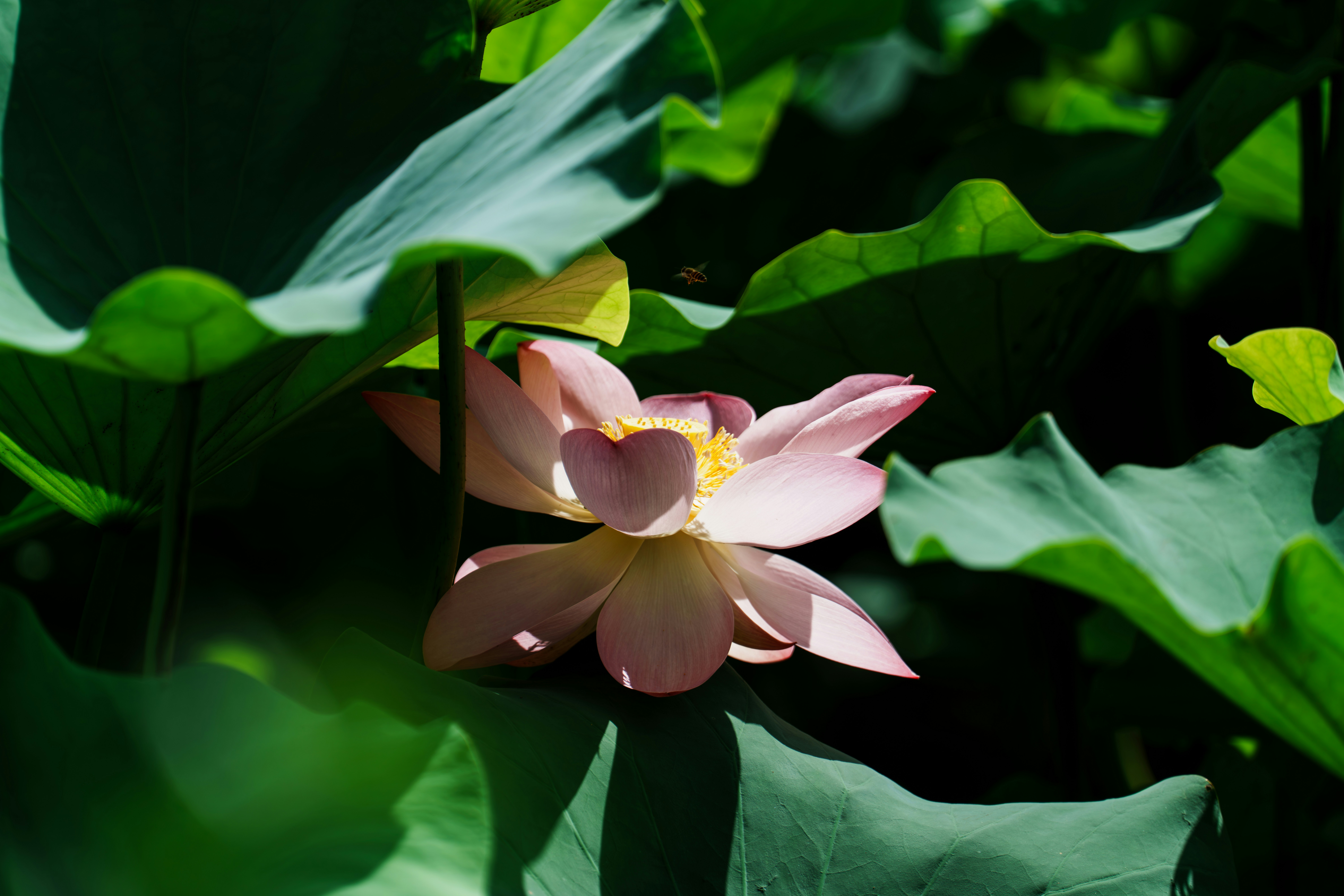 Lotus Bloom in a Quiet Canopy