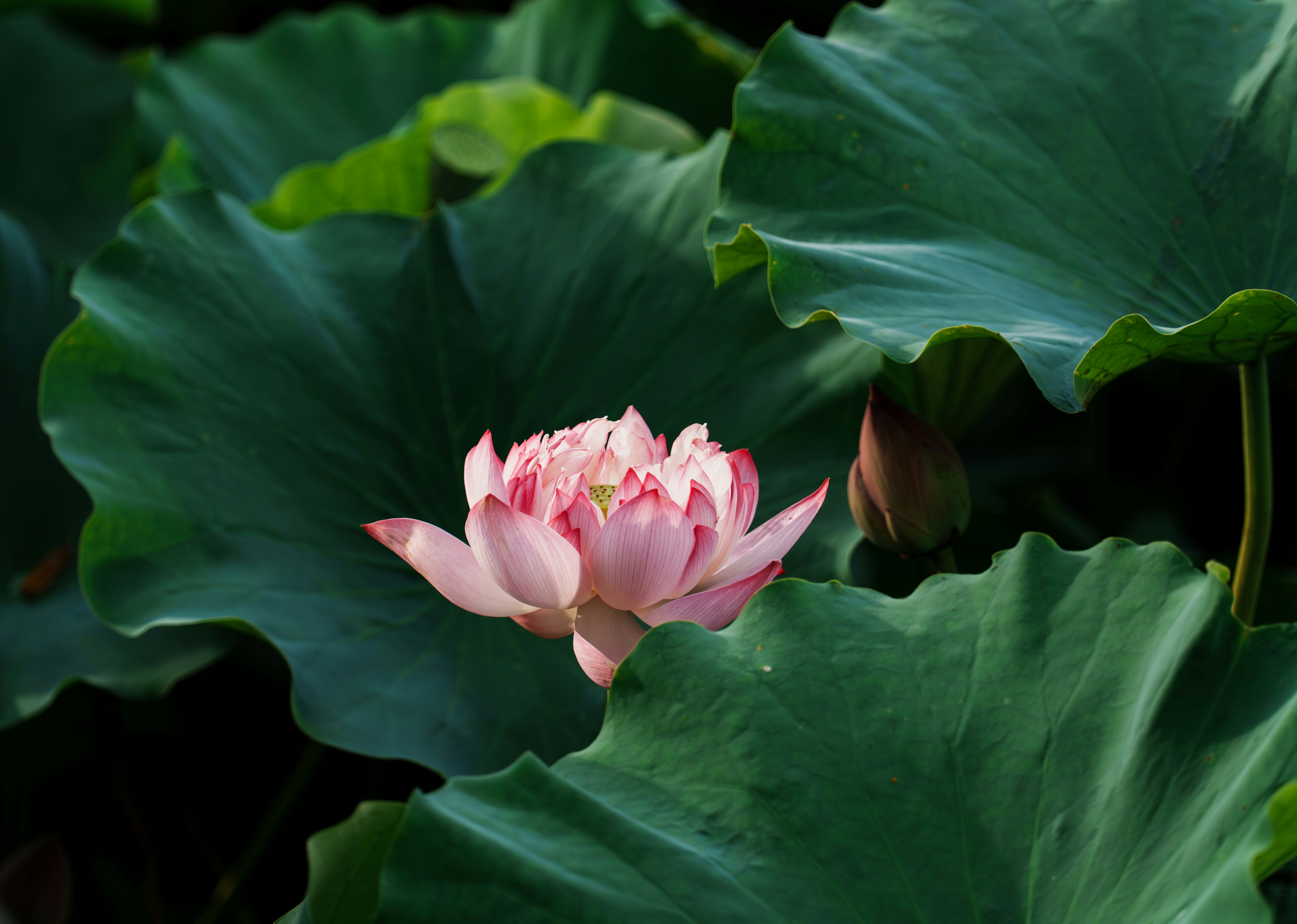 Floating Bloom: A Pink Lotus Amid Quiet Green