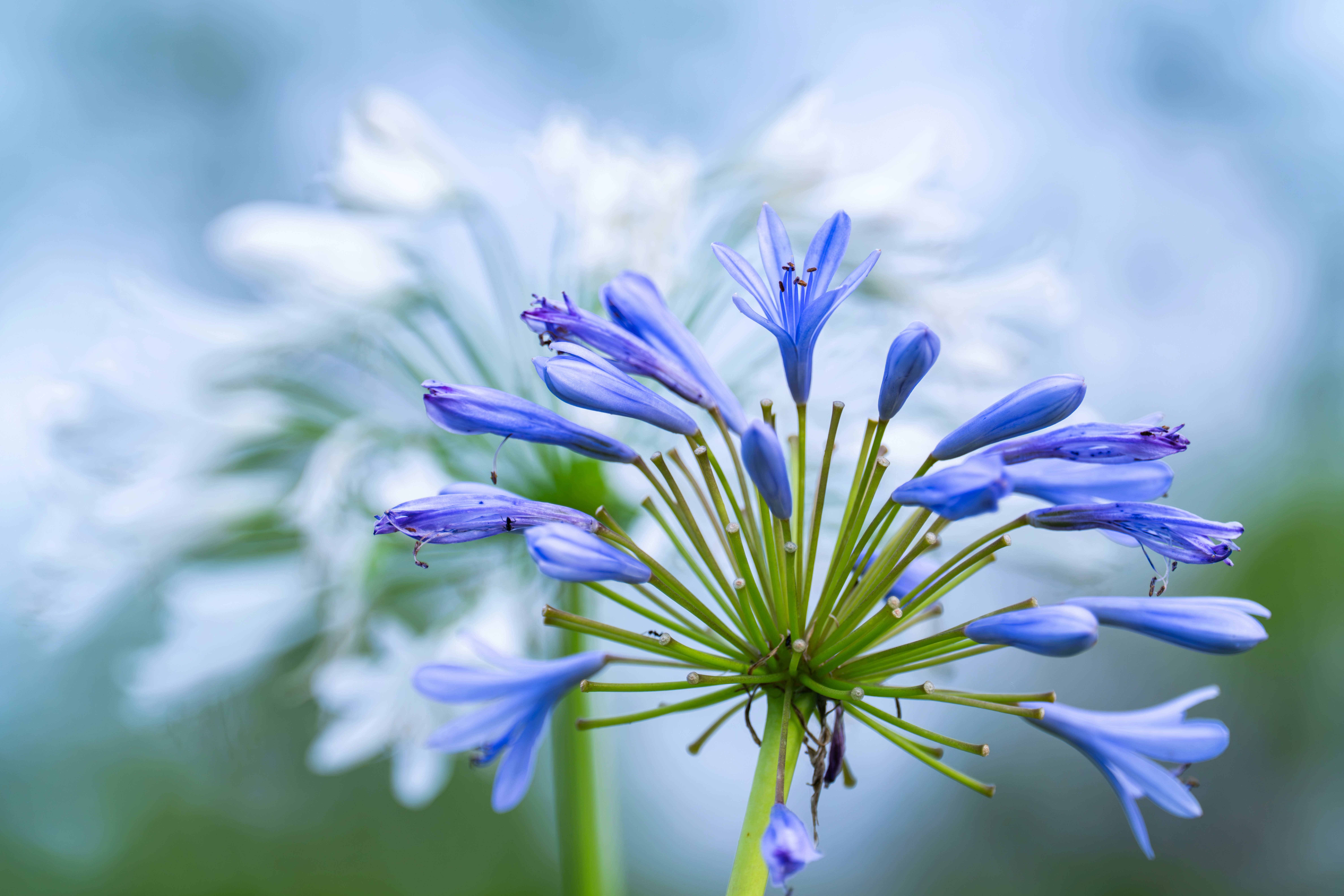 Blue Umbrella Bloom: a close-up of a spiky blue flower against a soft, airy background