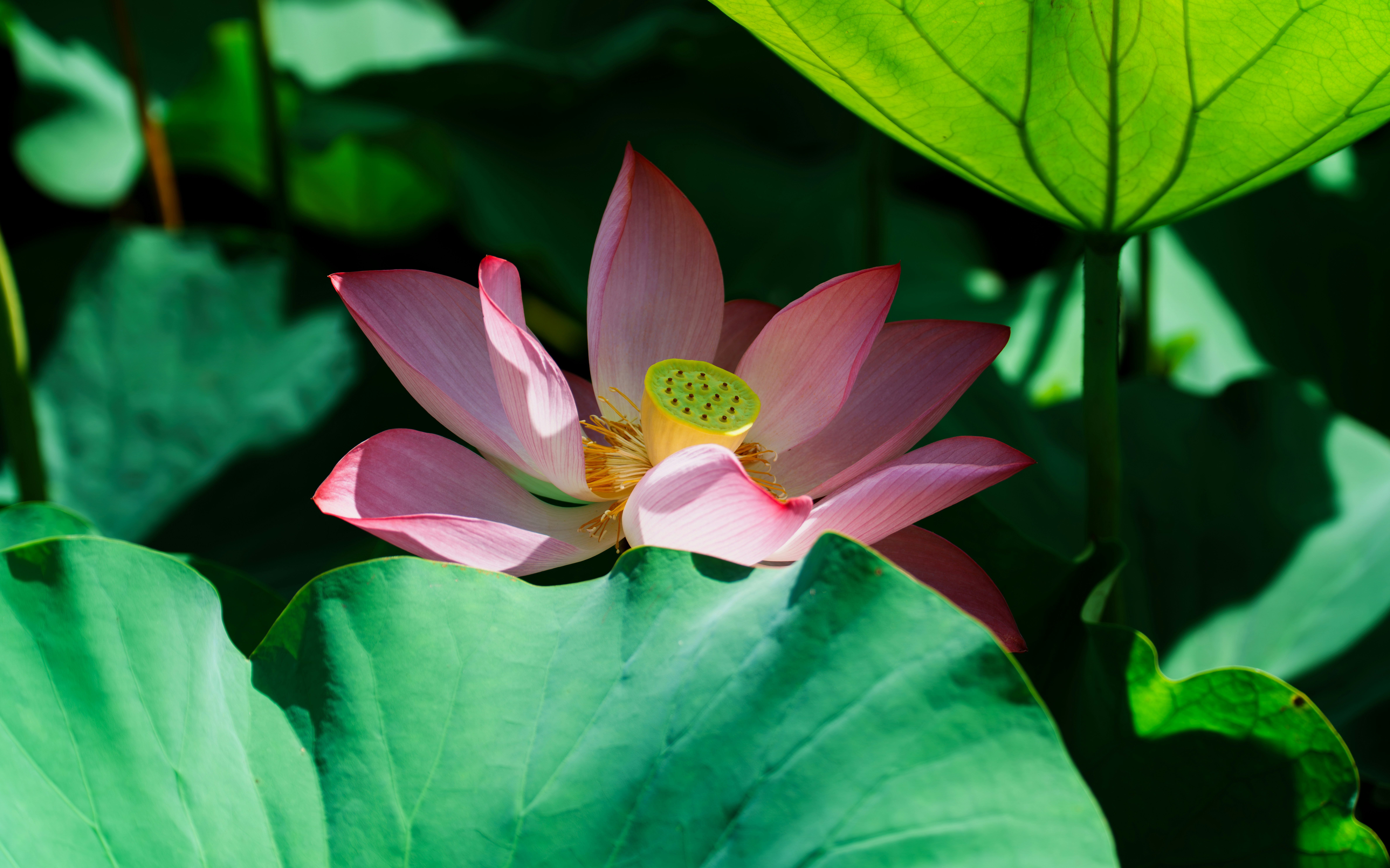 Pink Lotus in a Sea of Green: Center Stage Bloom