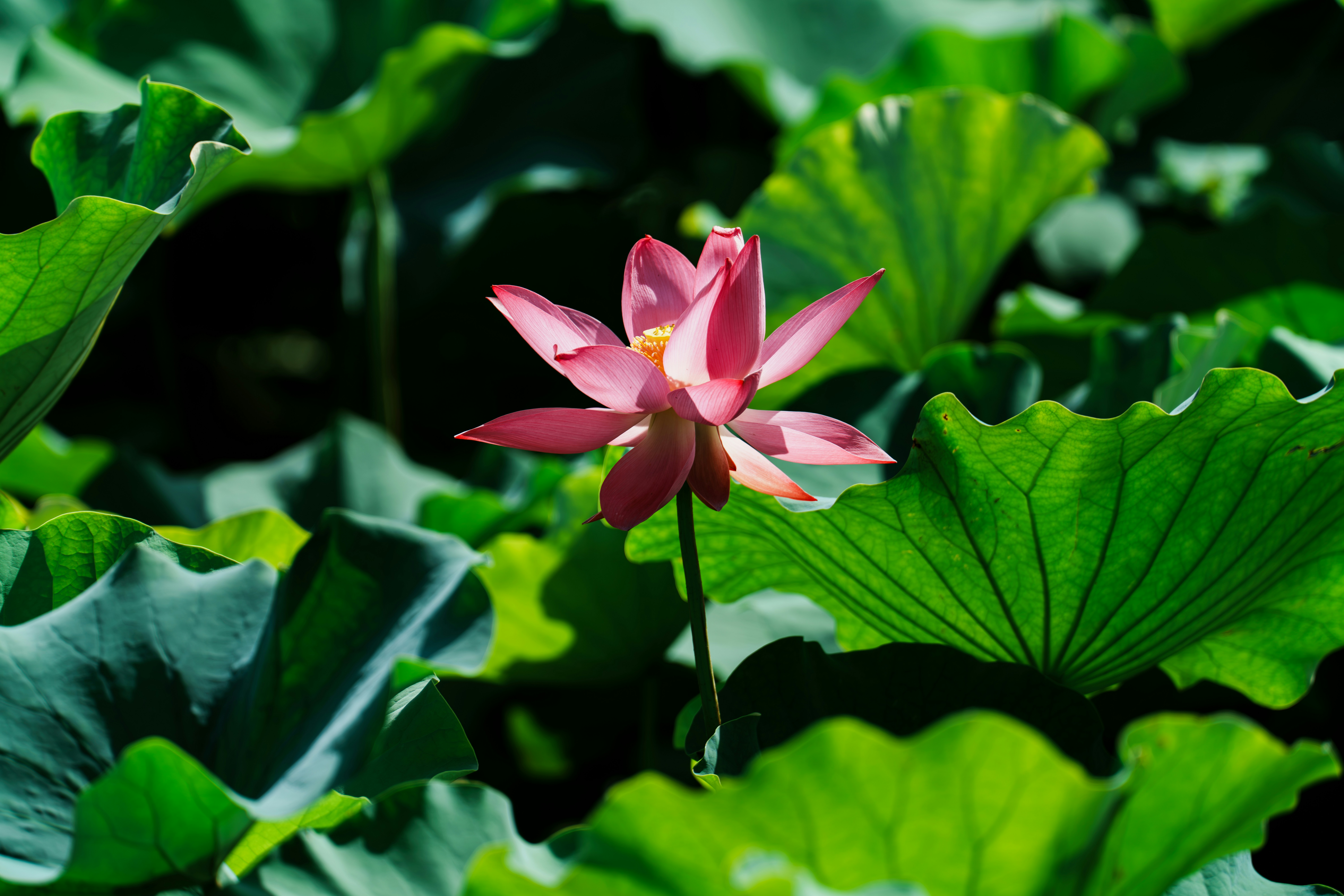 Center Bloom: a solitary pink lotus amid glossy green lotus leaves