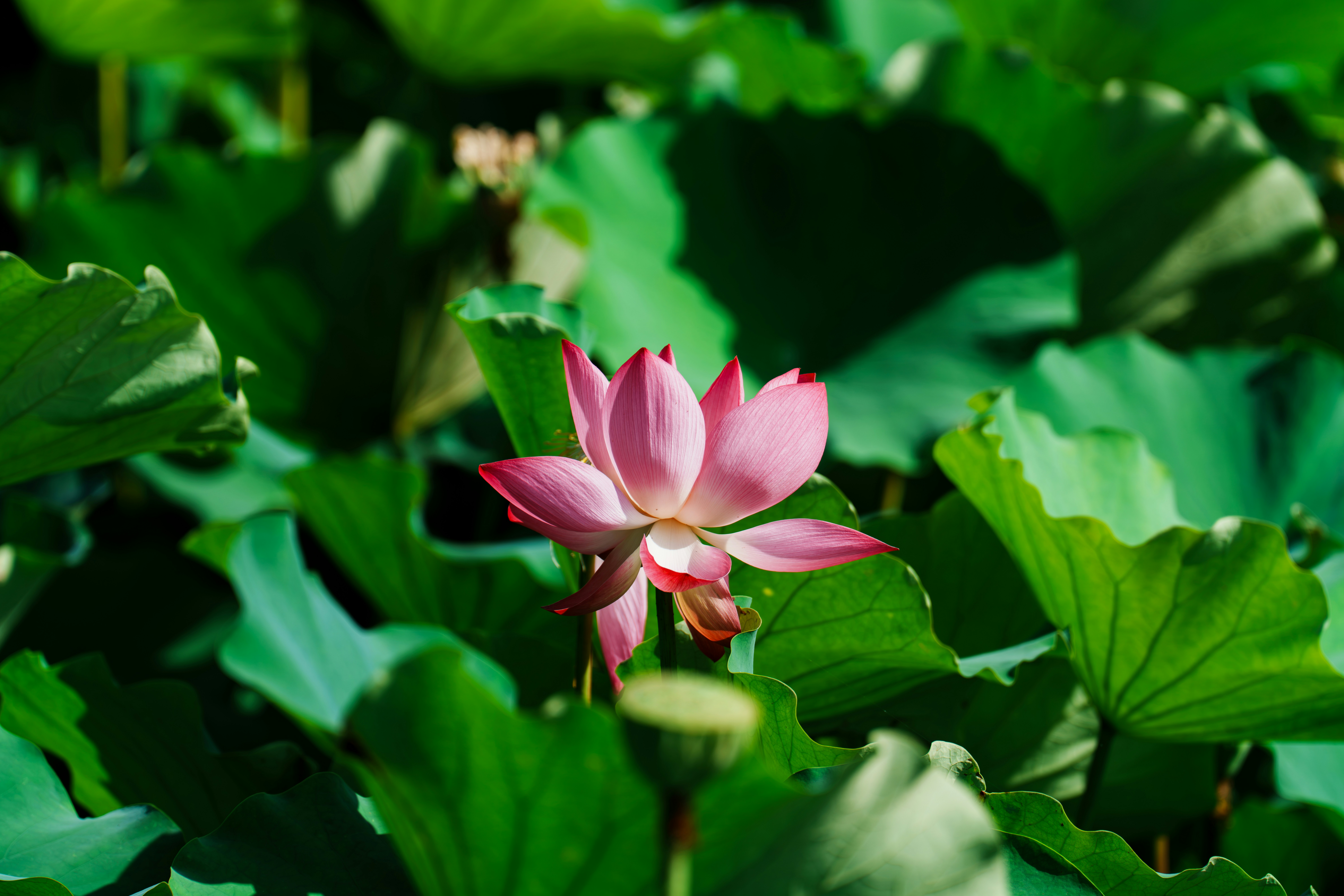 Centered Bloom: A Pink Lotus Emerges Among Green Leaves
