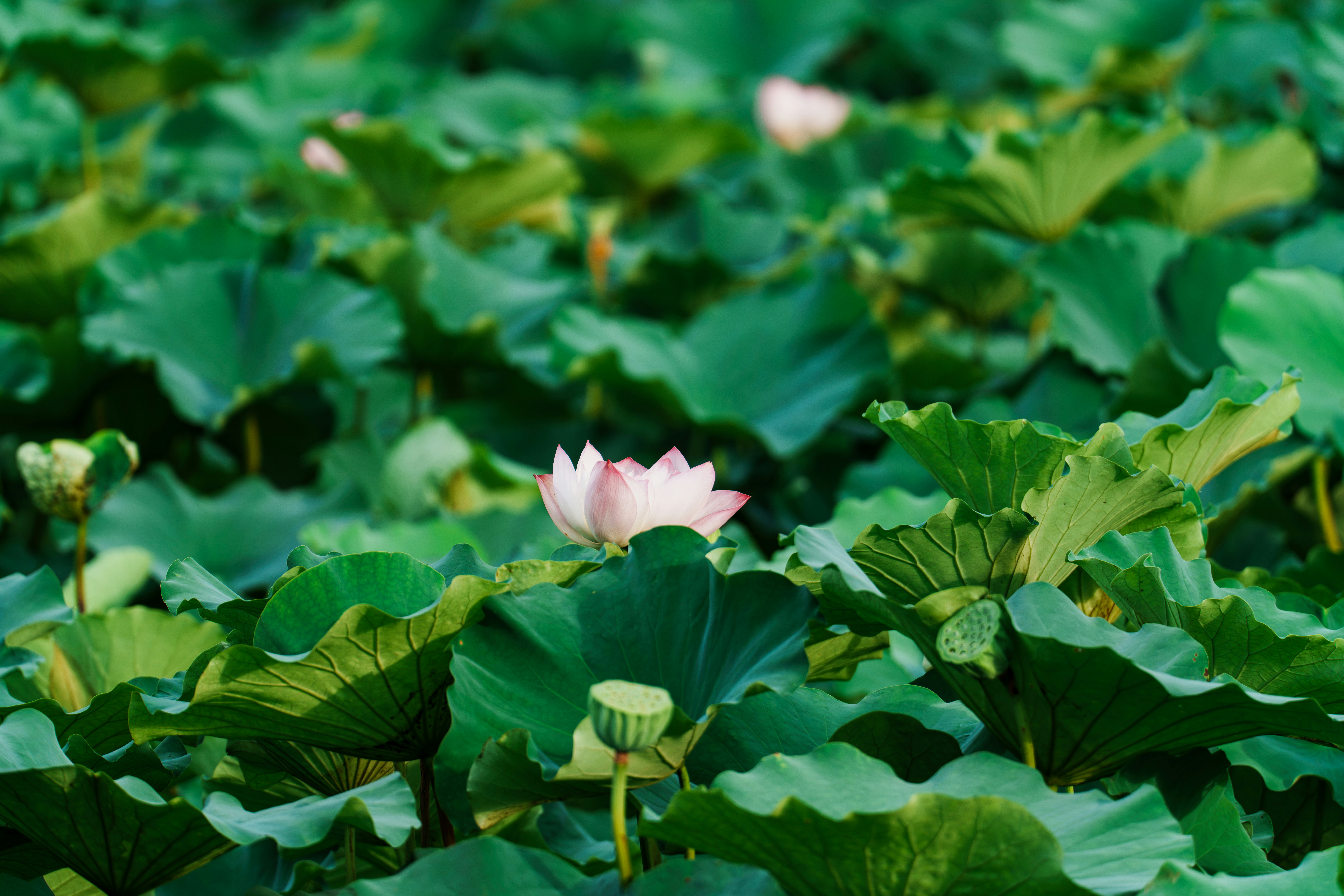Lotus Bloom Among Emerald Leaves
