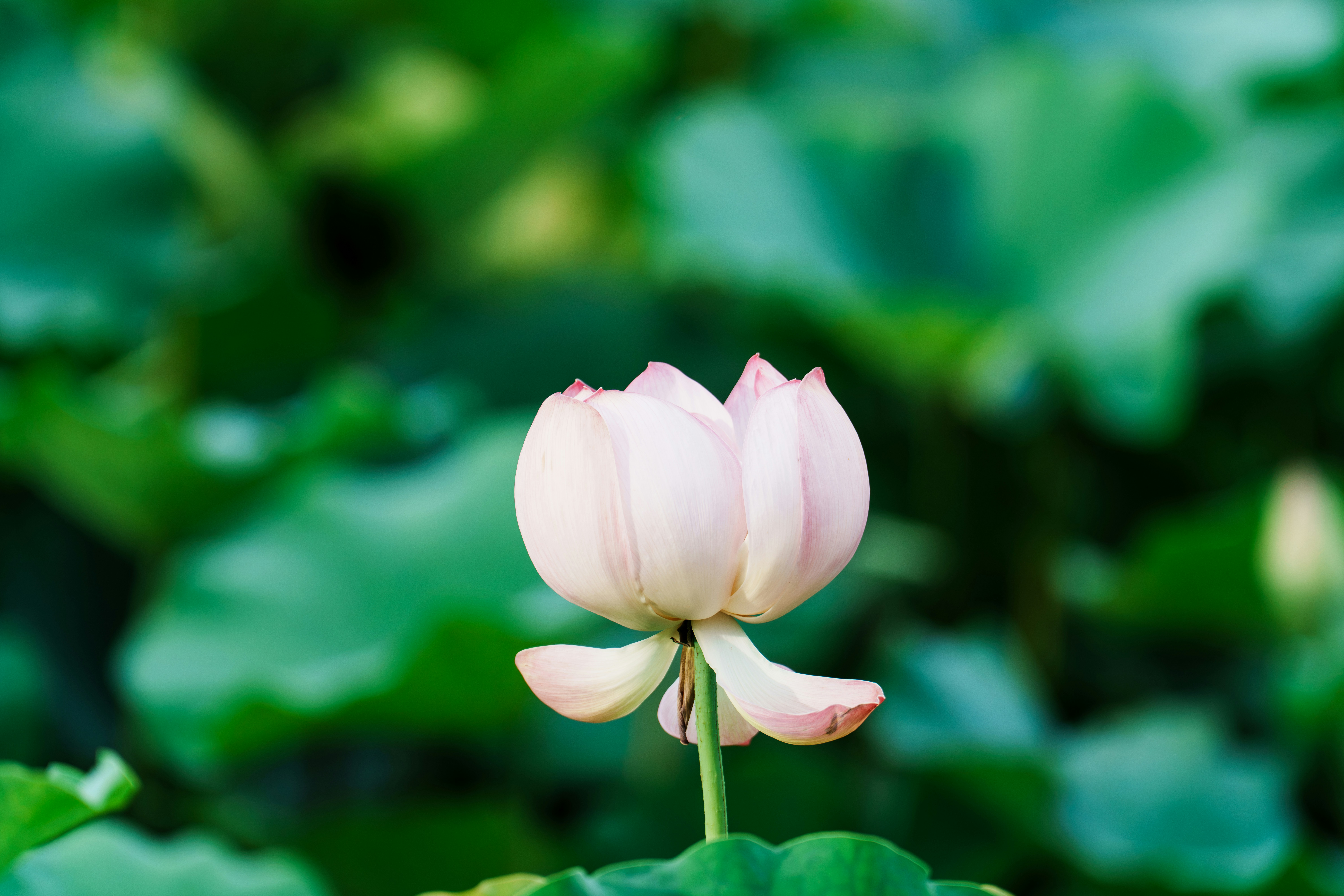 Pink Lotus in Soft Focus Pond Light