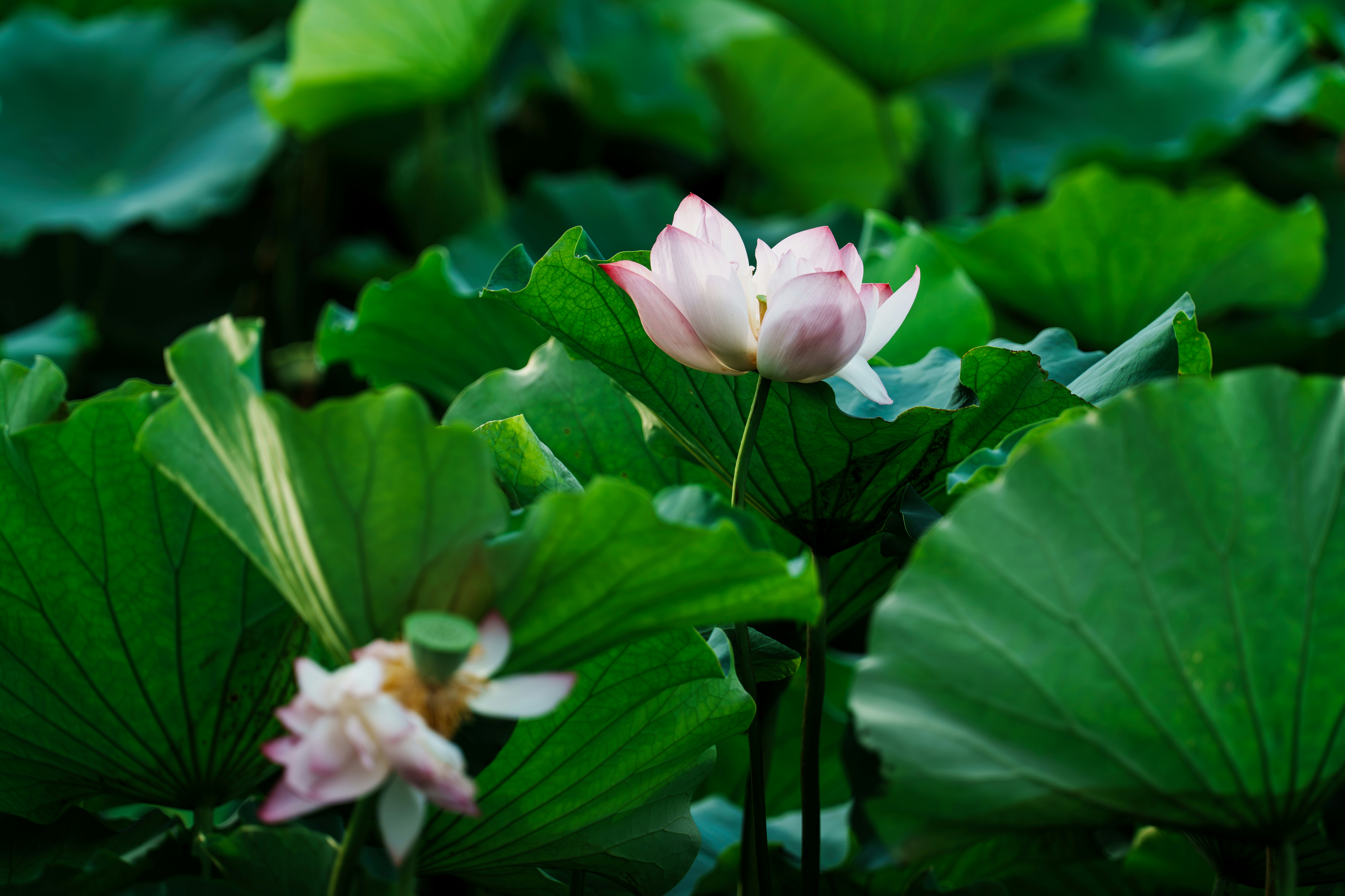 Pink Lotus Amid Green Canopy