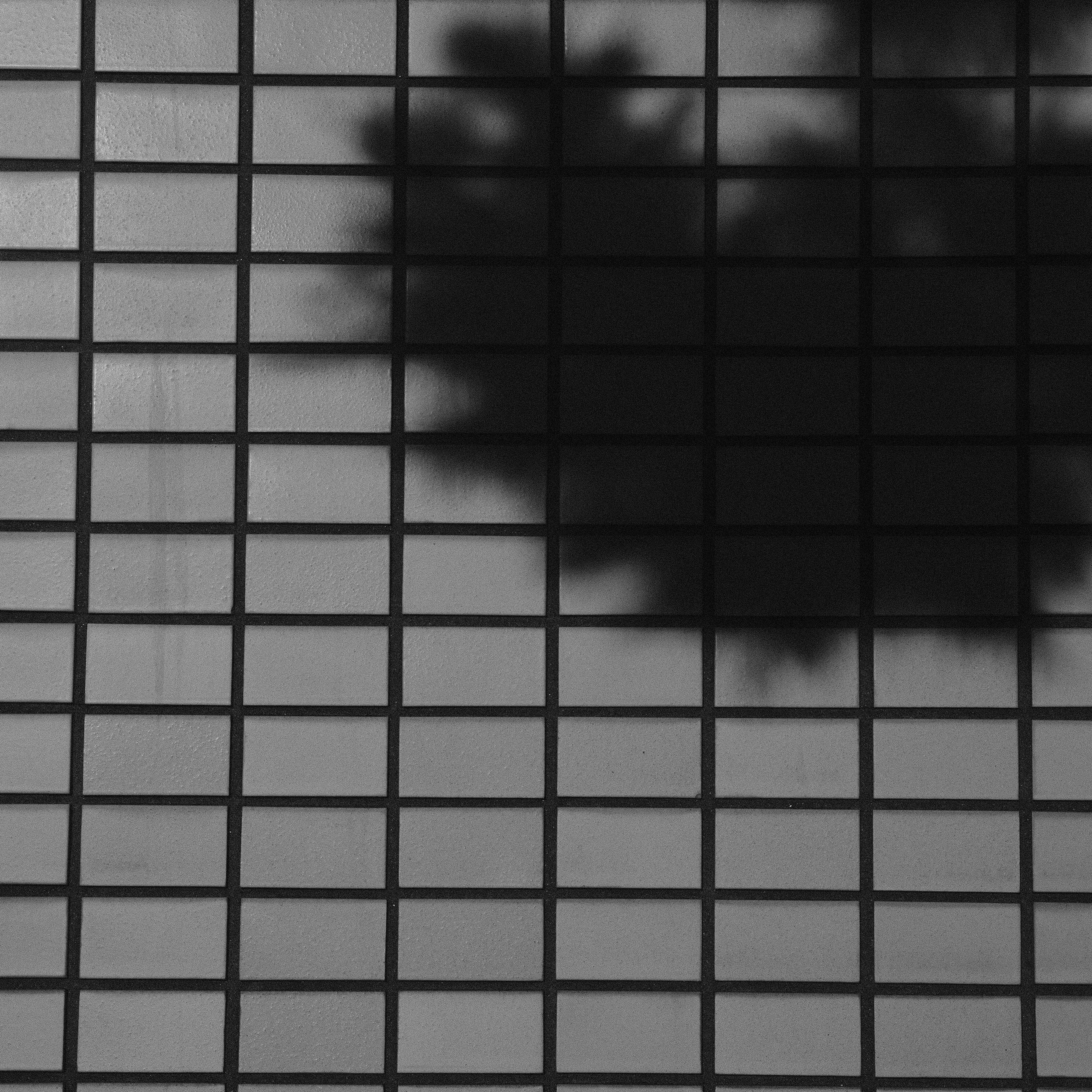 Shadow over the Lattice: A Square-grid Wall with a Distant Foliage Silhouette