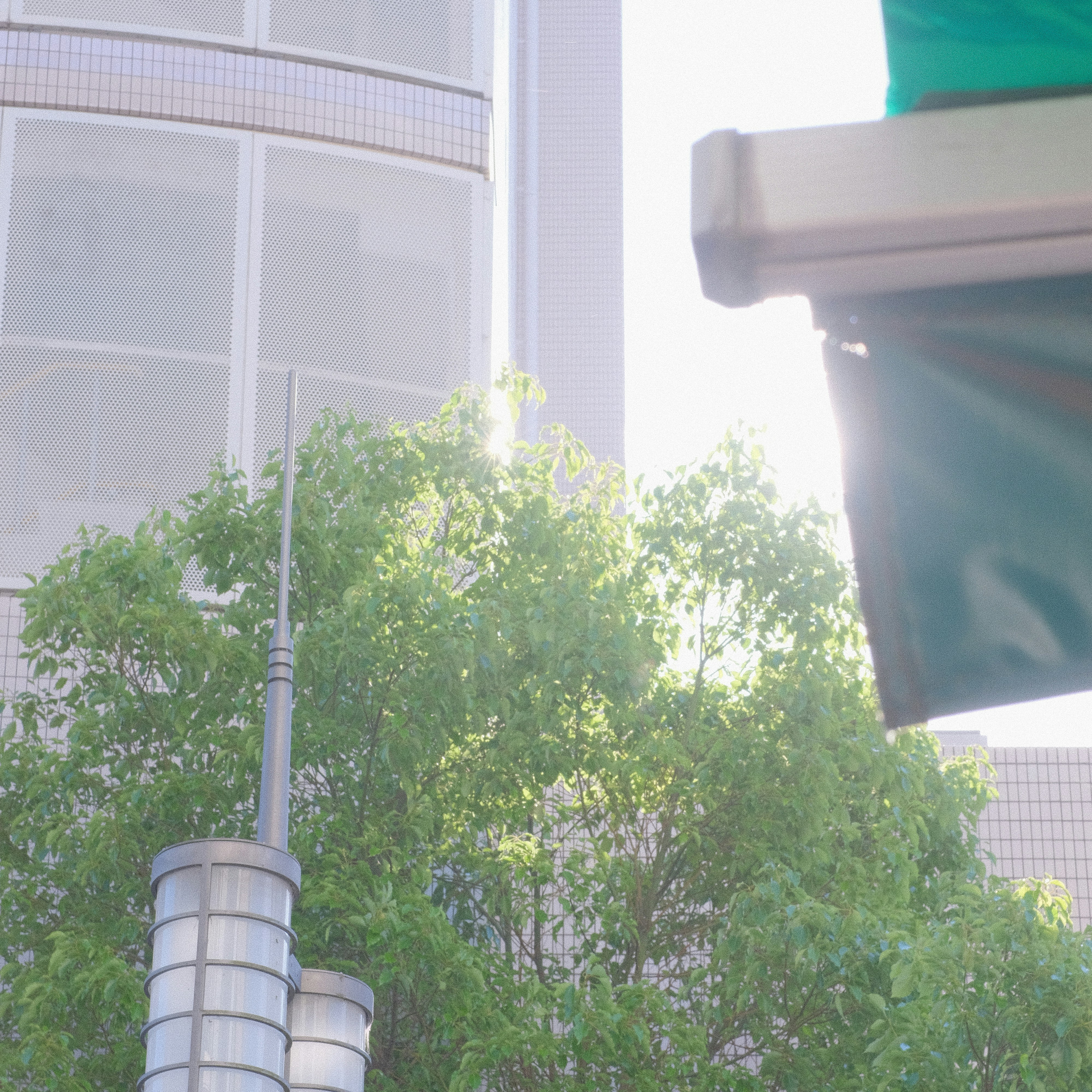 Urban Canopy: Sunlit Foliage Framed by Concrete