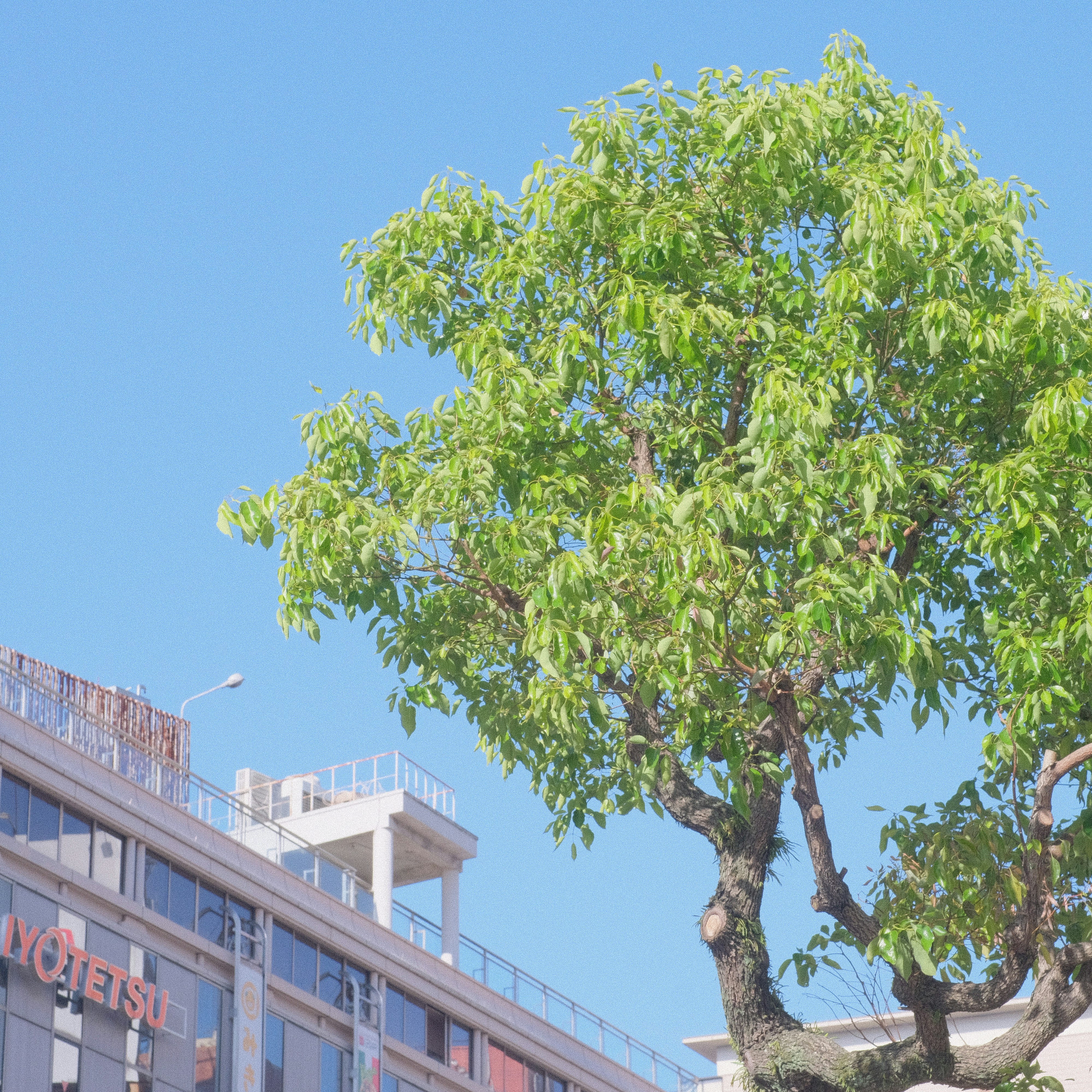 Sky-Blue Facade and Verdant Canopy Over Urban Edge