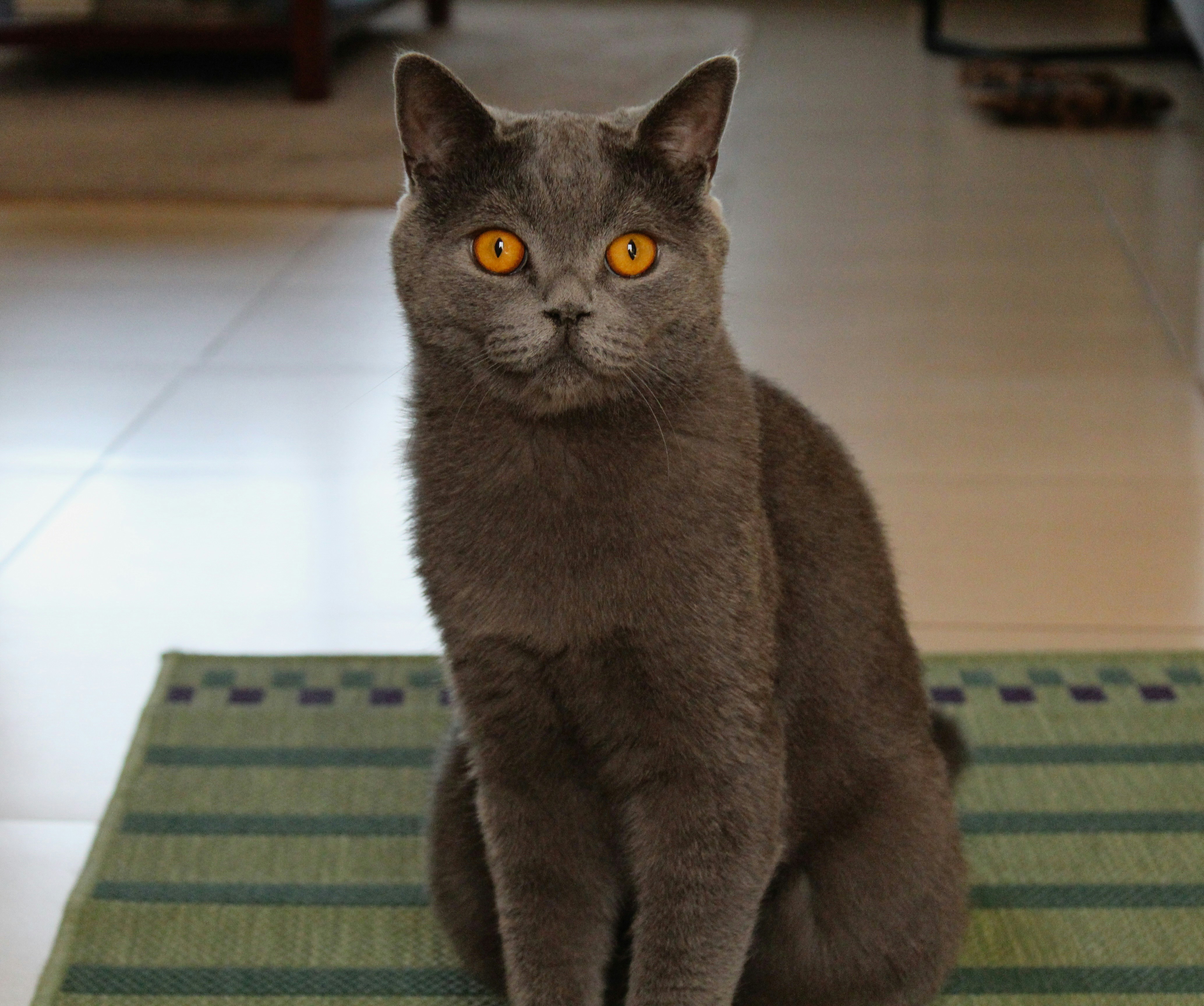 Focused Gaze: A Domestic Gray Cat with Golden Eyes on a Green Rug