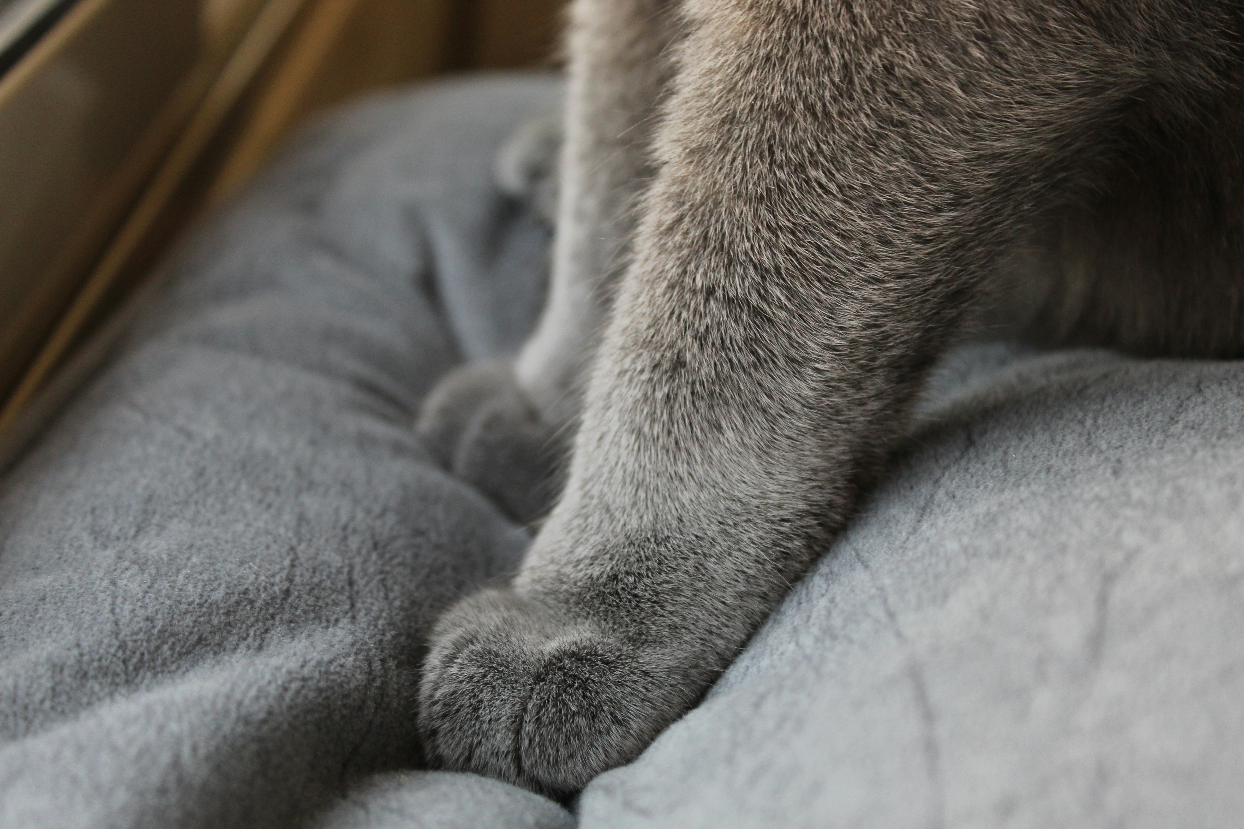 Soft Gray Paws: A Quiet Moment on the Cushioned Edge