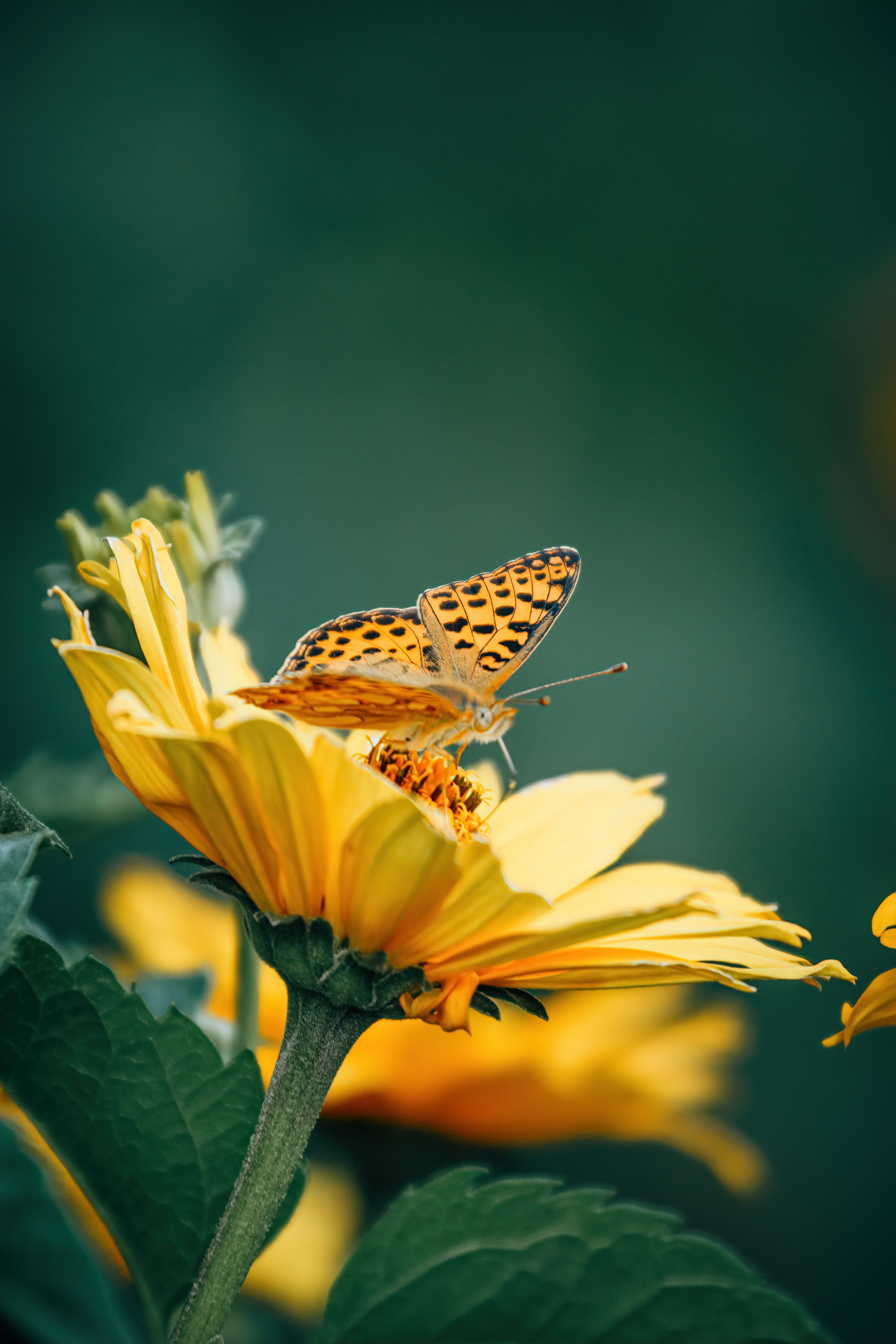 Bright butterfly perched on a vivid yellow flower, with a soft green bokeh backdrop and sharp detail on the insect and petals.