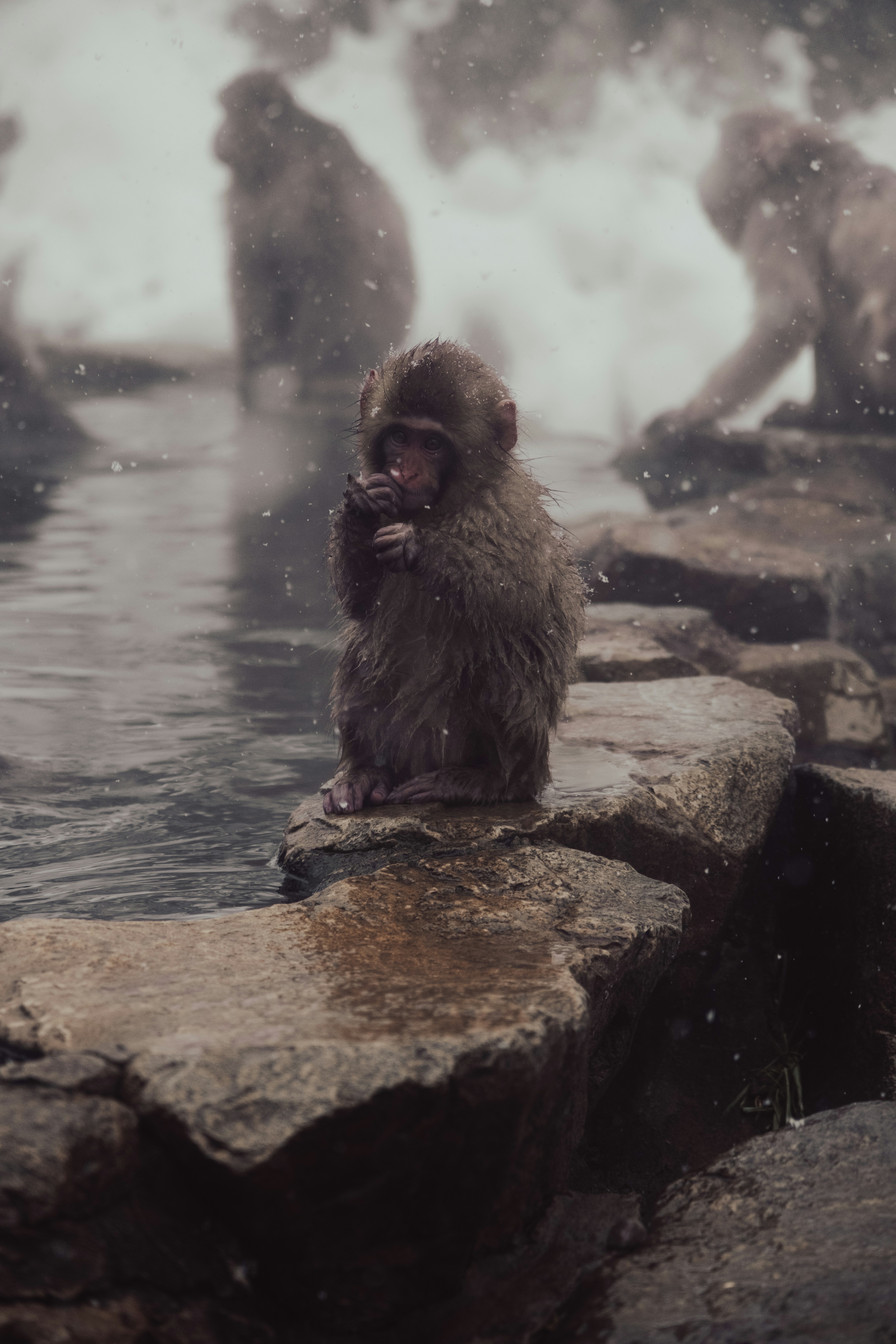 Small Capuchin on a Stone Path: Snowy Steamscape