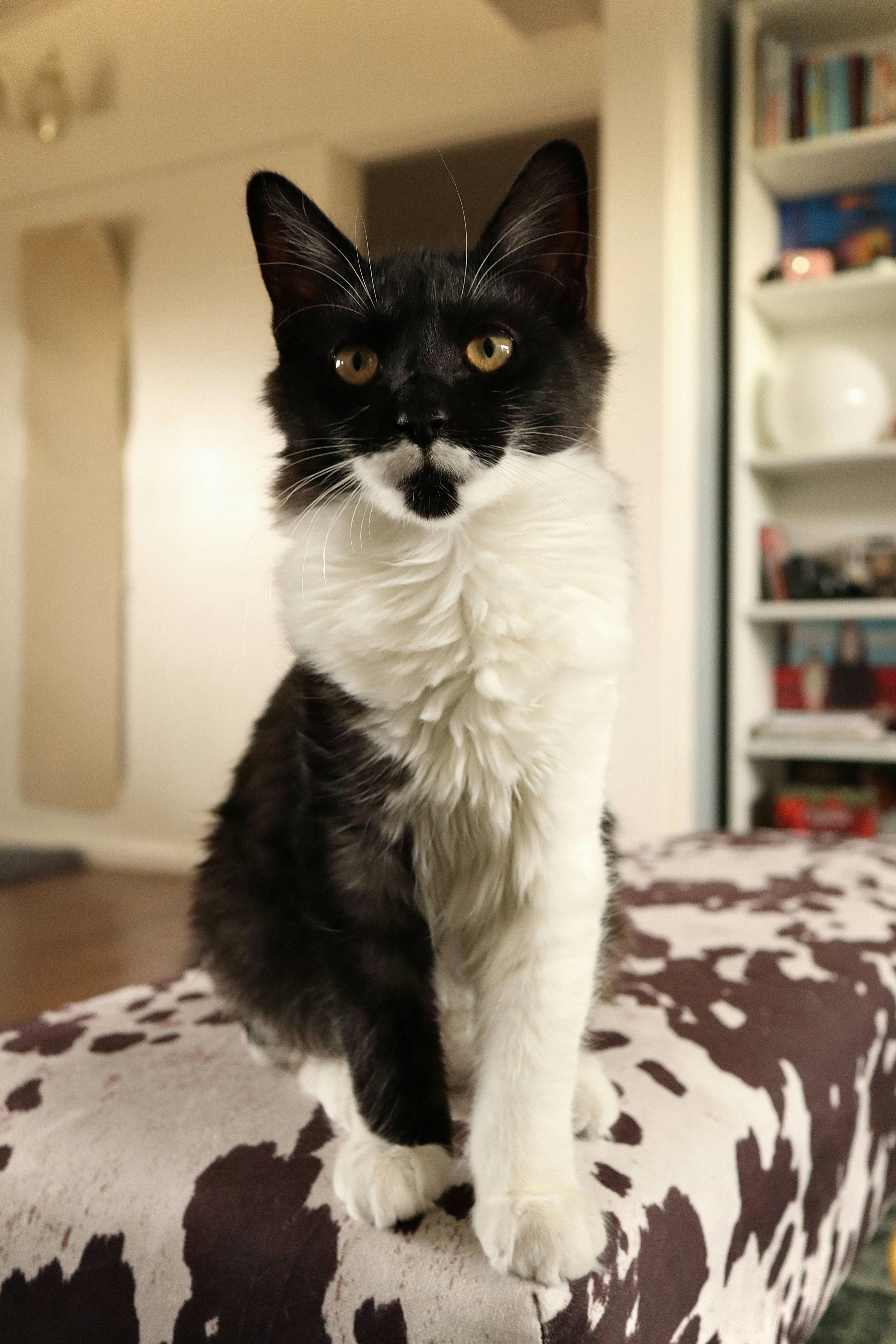 A black-and-white cat sits upright on a cowhide-patterned surface in an indoors living room, with a bookshelf visible in the background. The image captures a head-and-body portrait emphasizing the cat's facial contrast and fur texture.