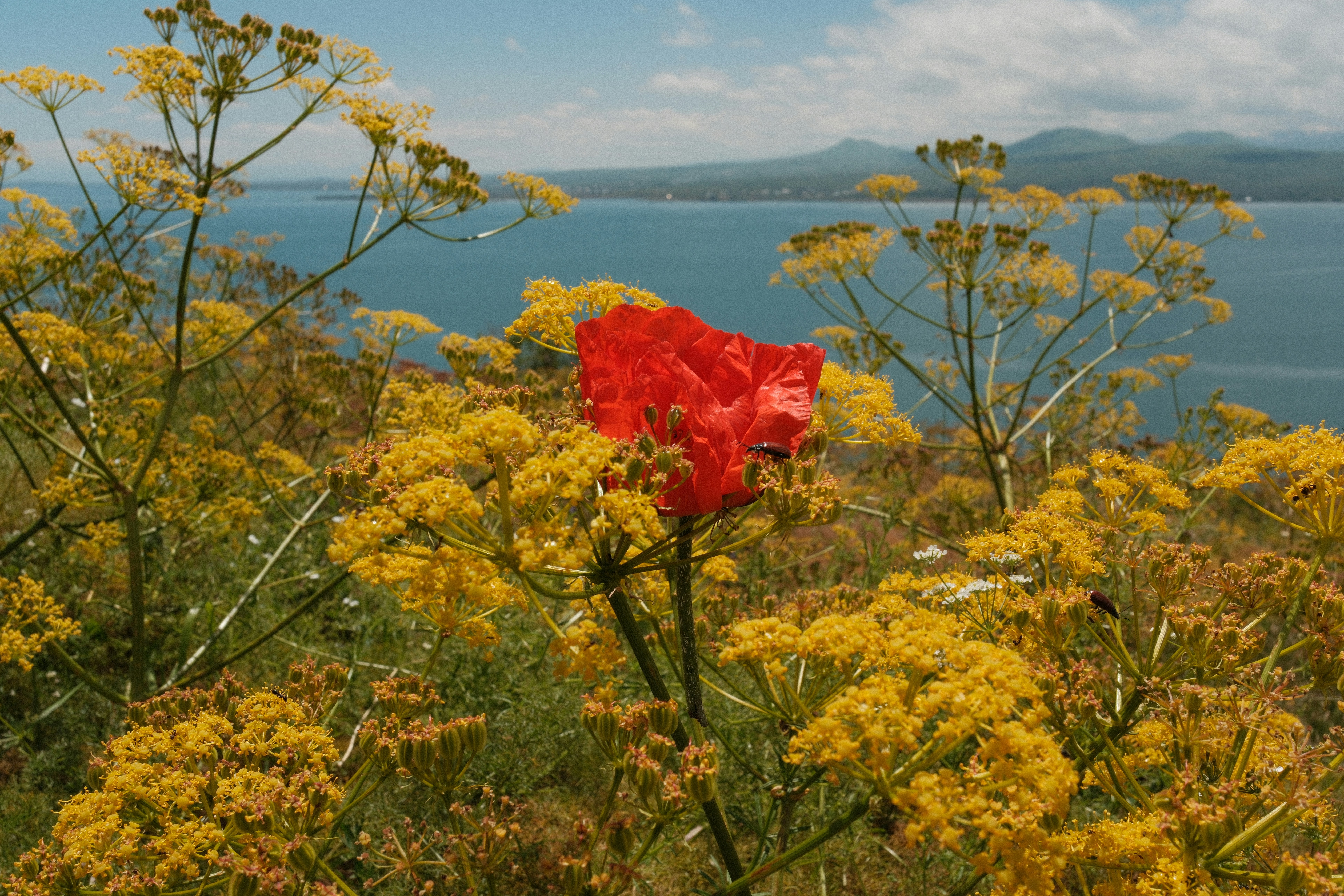 Scarlet Flower Rising Through Golden Umbels by a Sea Dawn