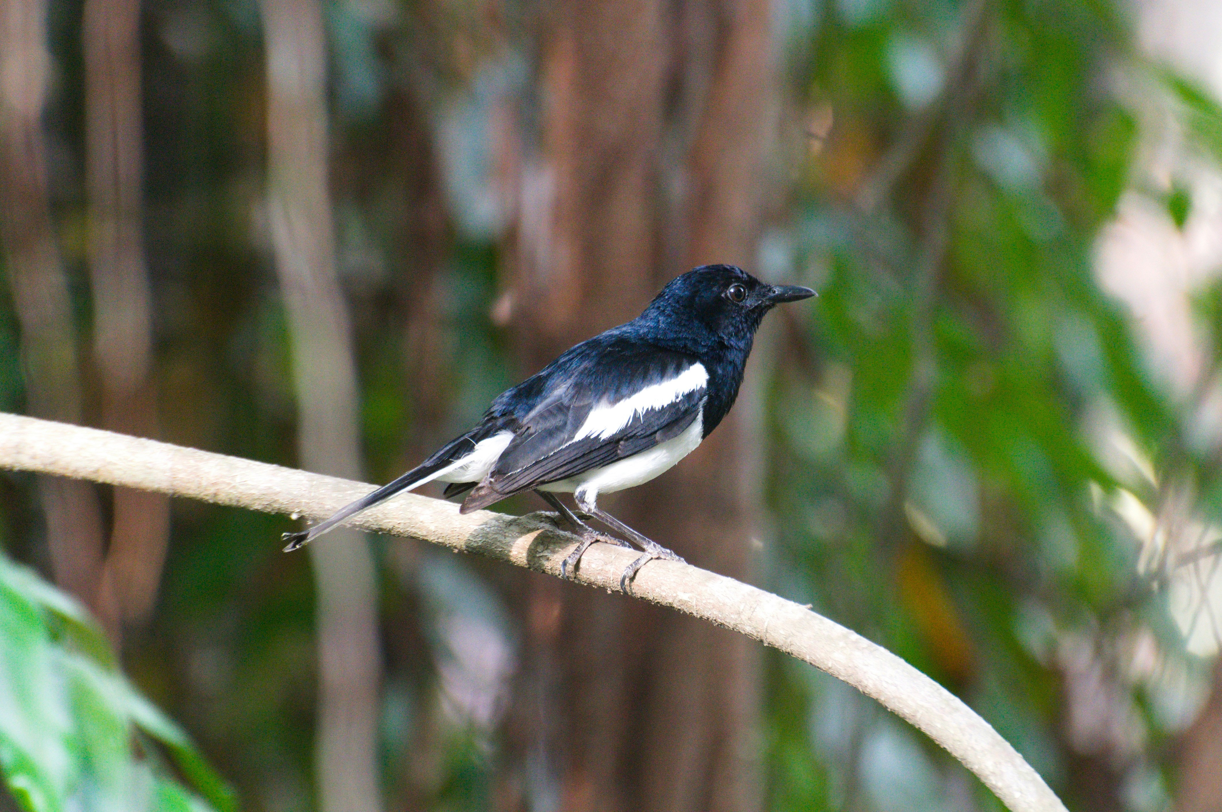 Black-and-White Warbler perched on a curved branch amid leafy backdrop