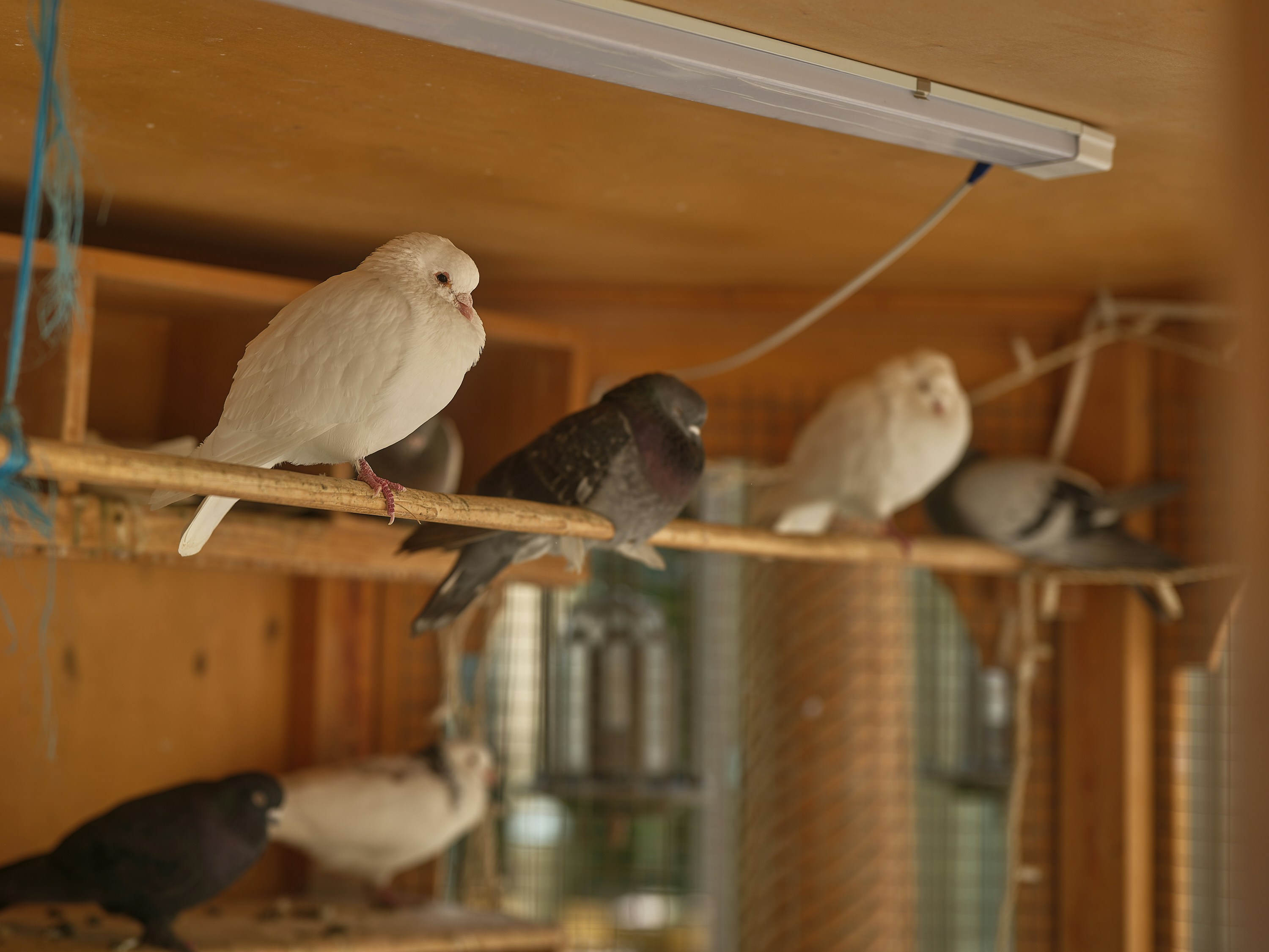 White Parrot on Perch Amid a Row of Pigeons in a Wooden Aviary